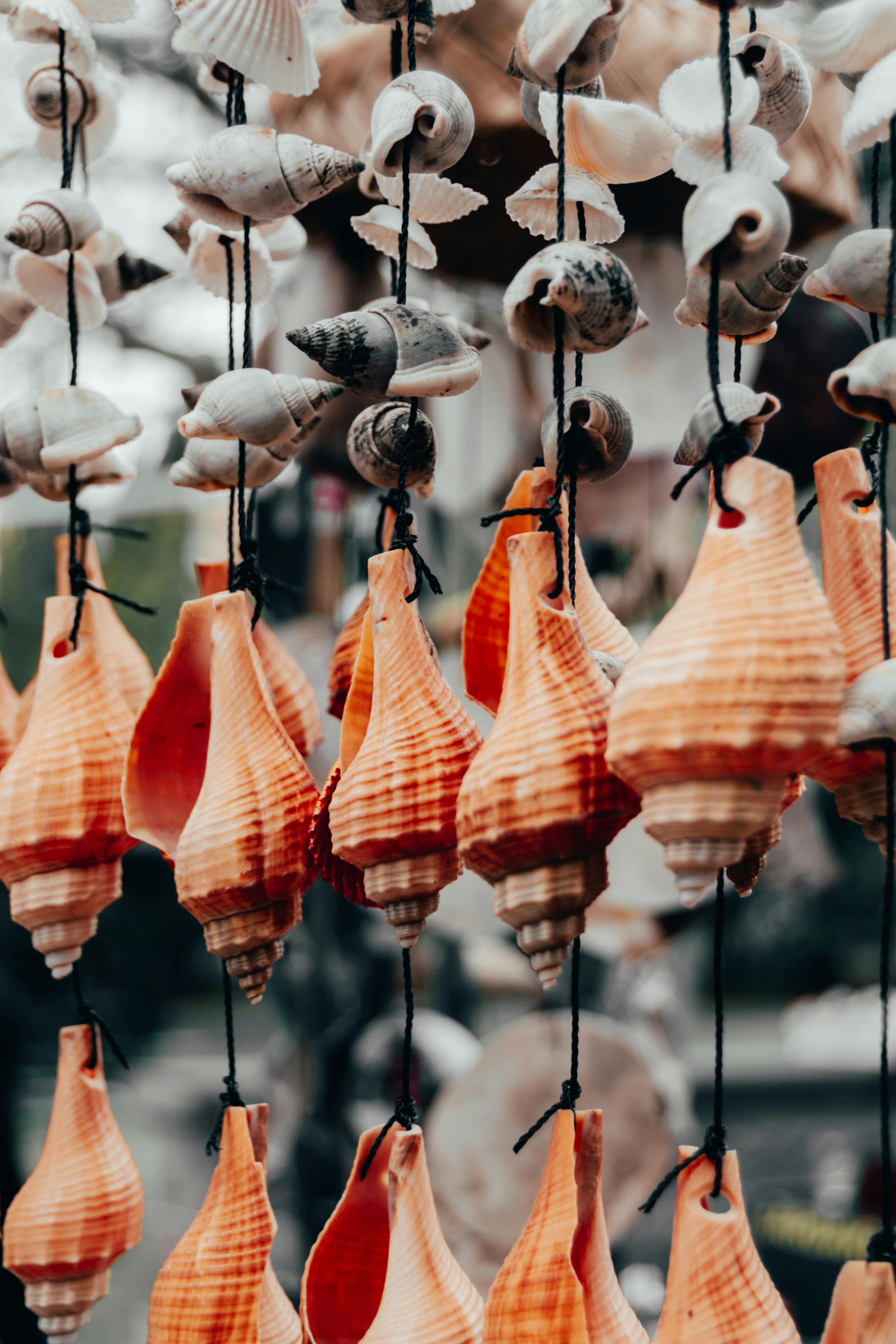 Seashells Hanging on Strings · Free Stock Photo