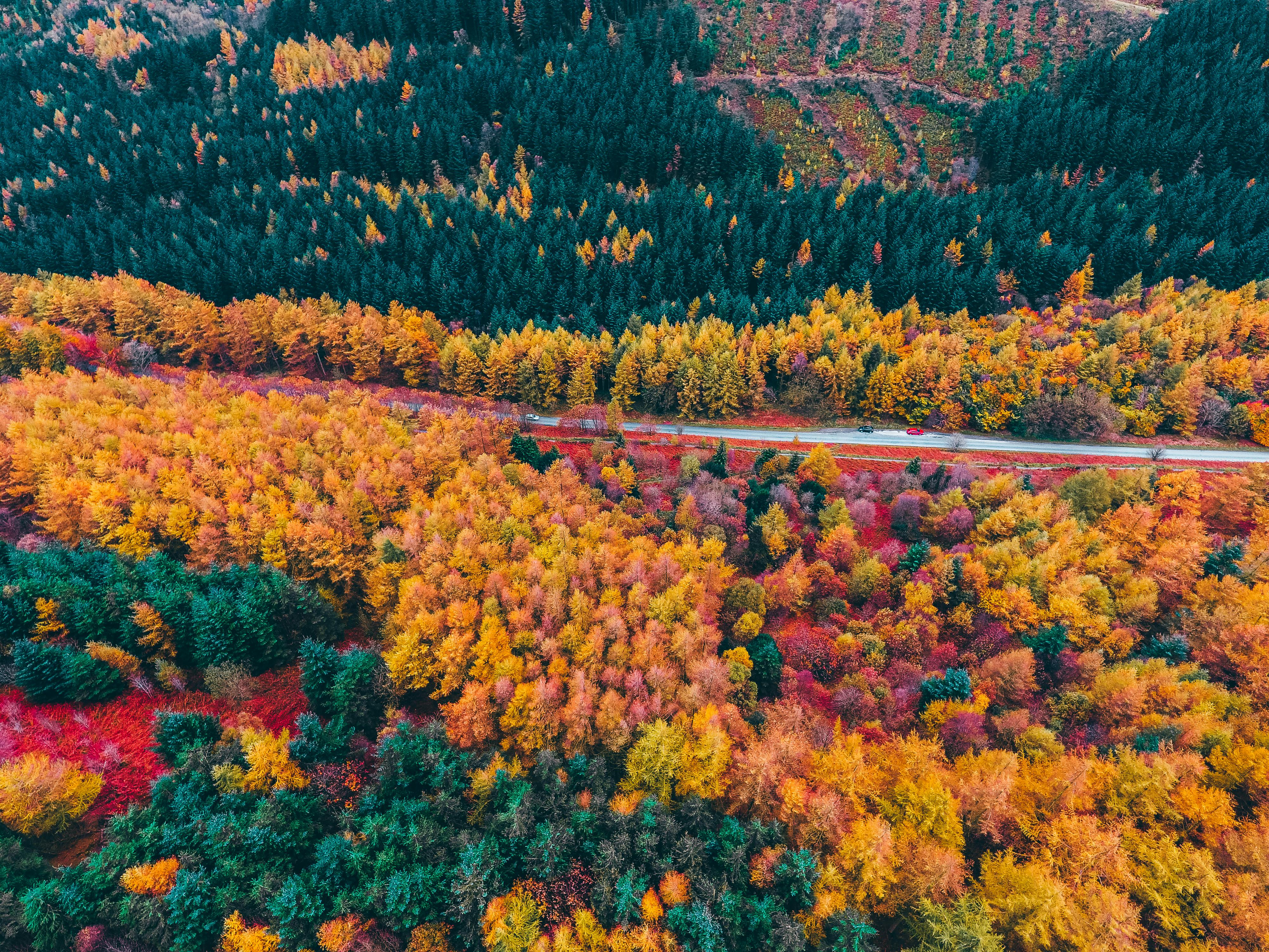 Aerial Shot Of Trees · Free Stock Photo