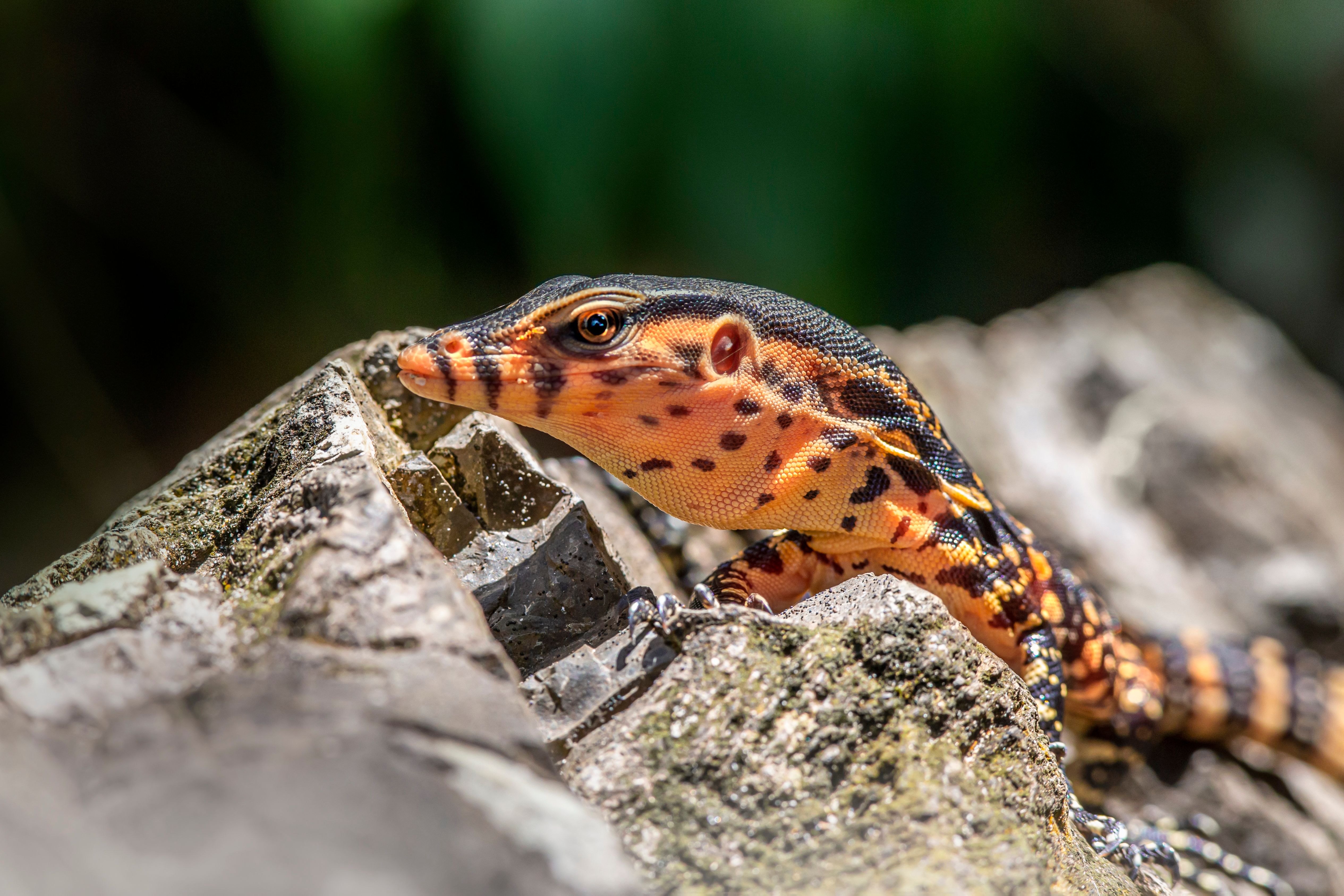 Lizard on Stone · Free Stock Photo