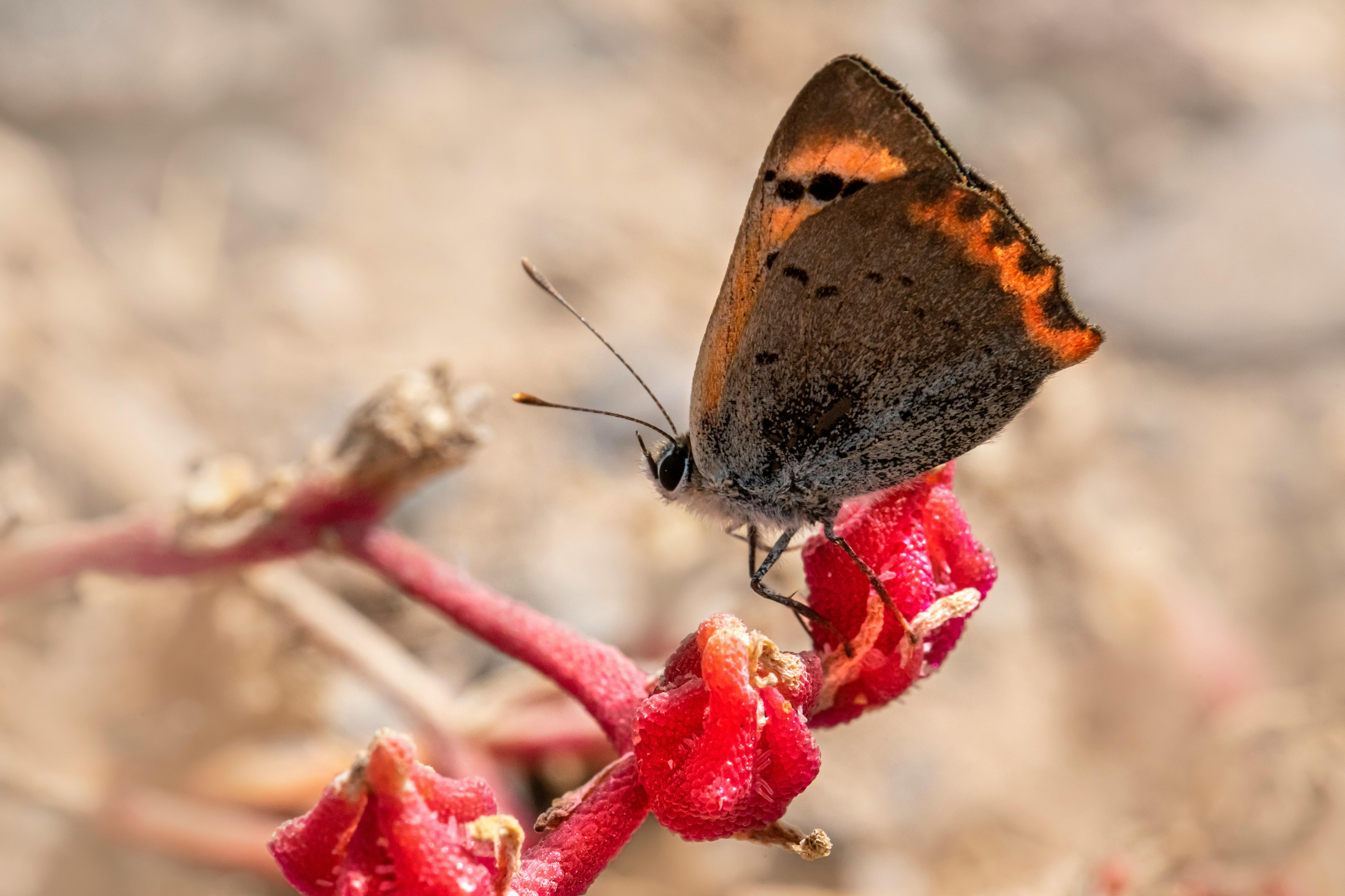 Common Copper Butterfly · Free Stock Photo