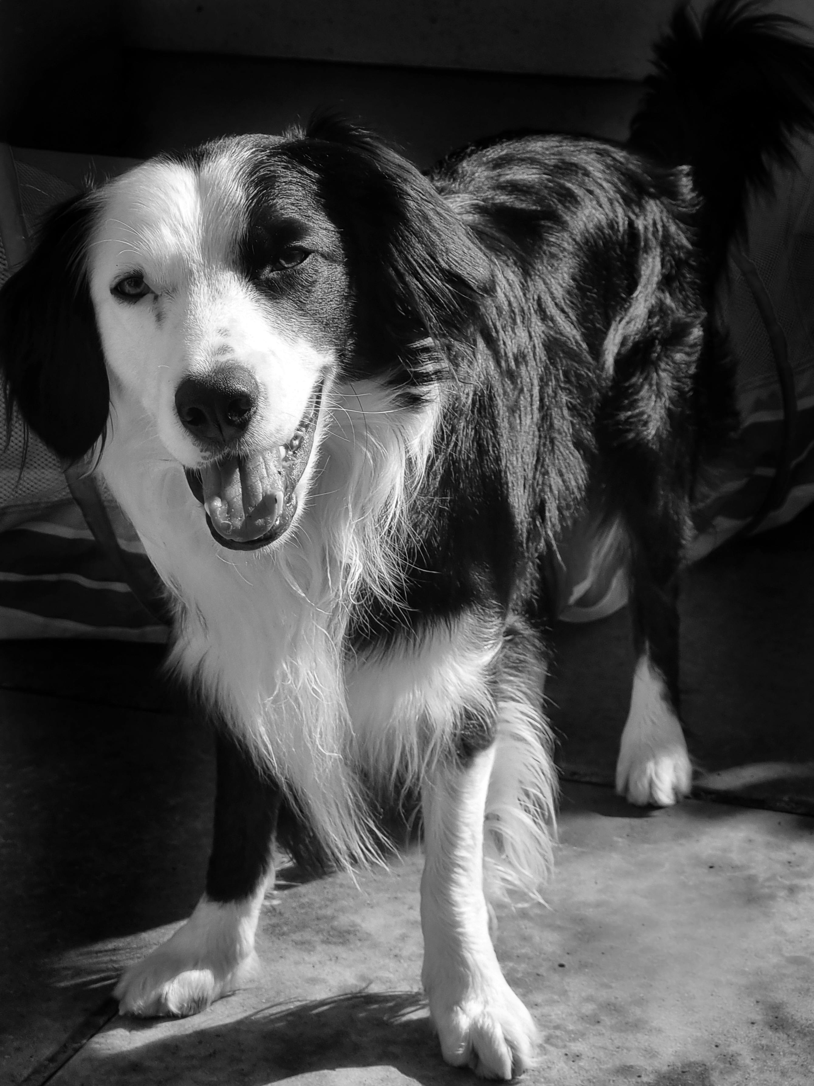 Border Collie in Black and White · Free Stock Photo