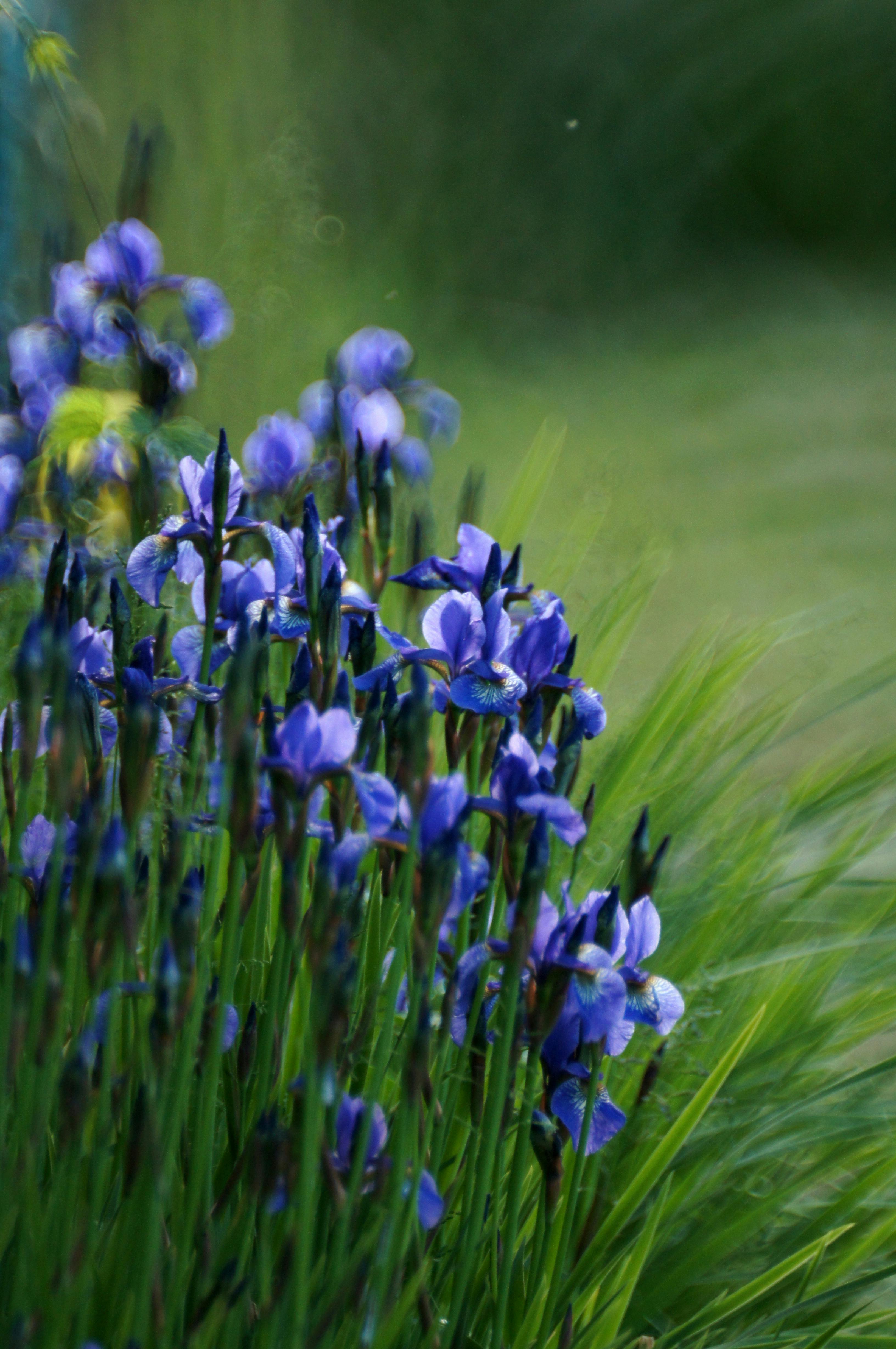 Blue irises in a field of grass · Free Stock Photo