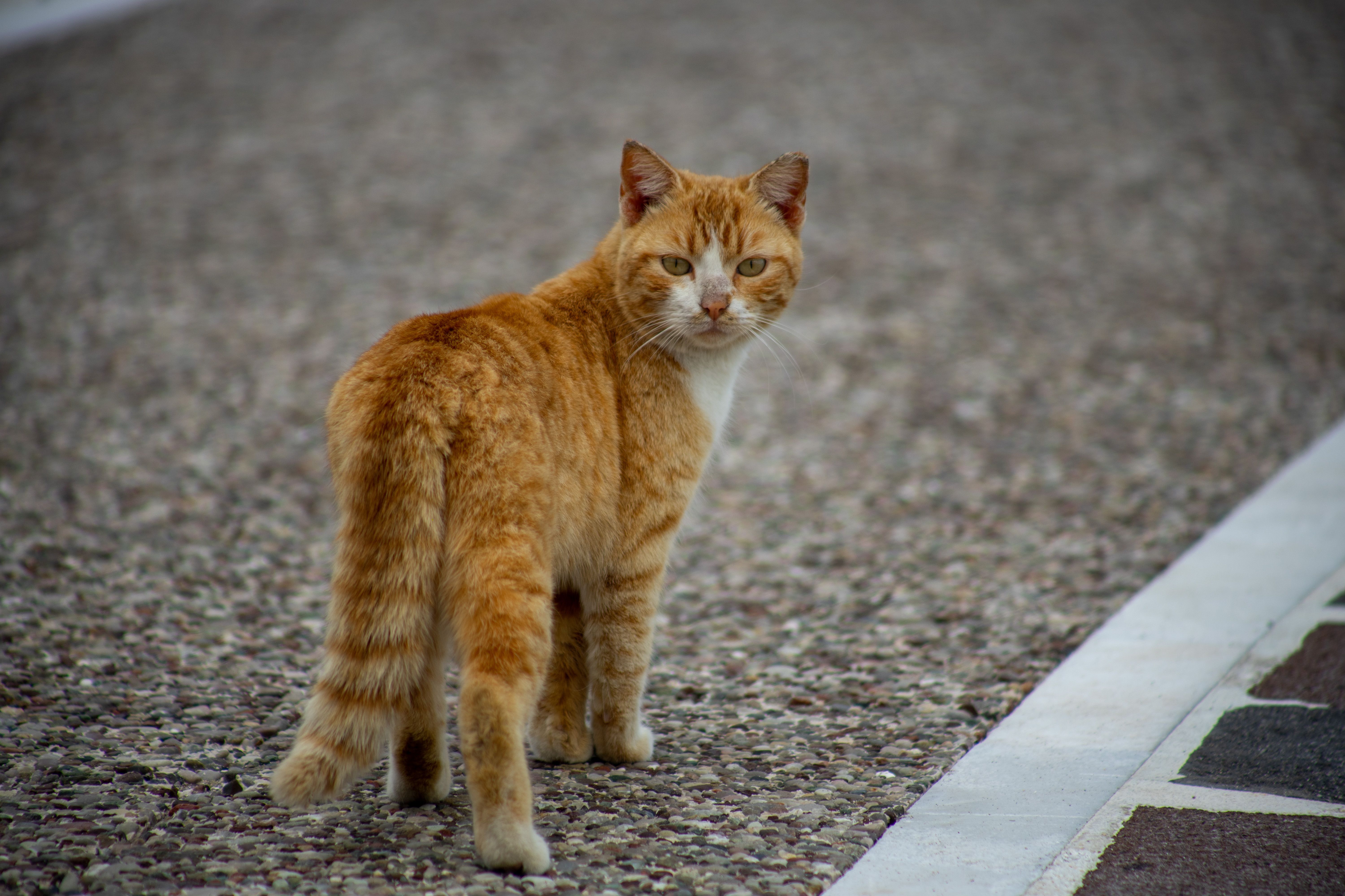 Close up of Cat · Free Stock Photo