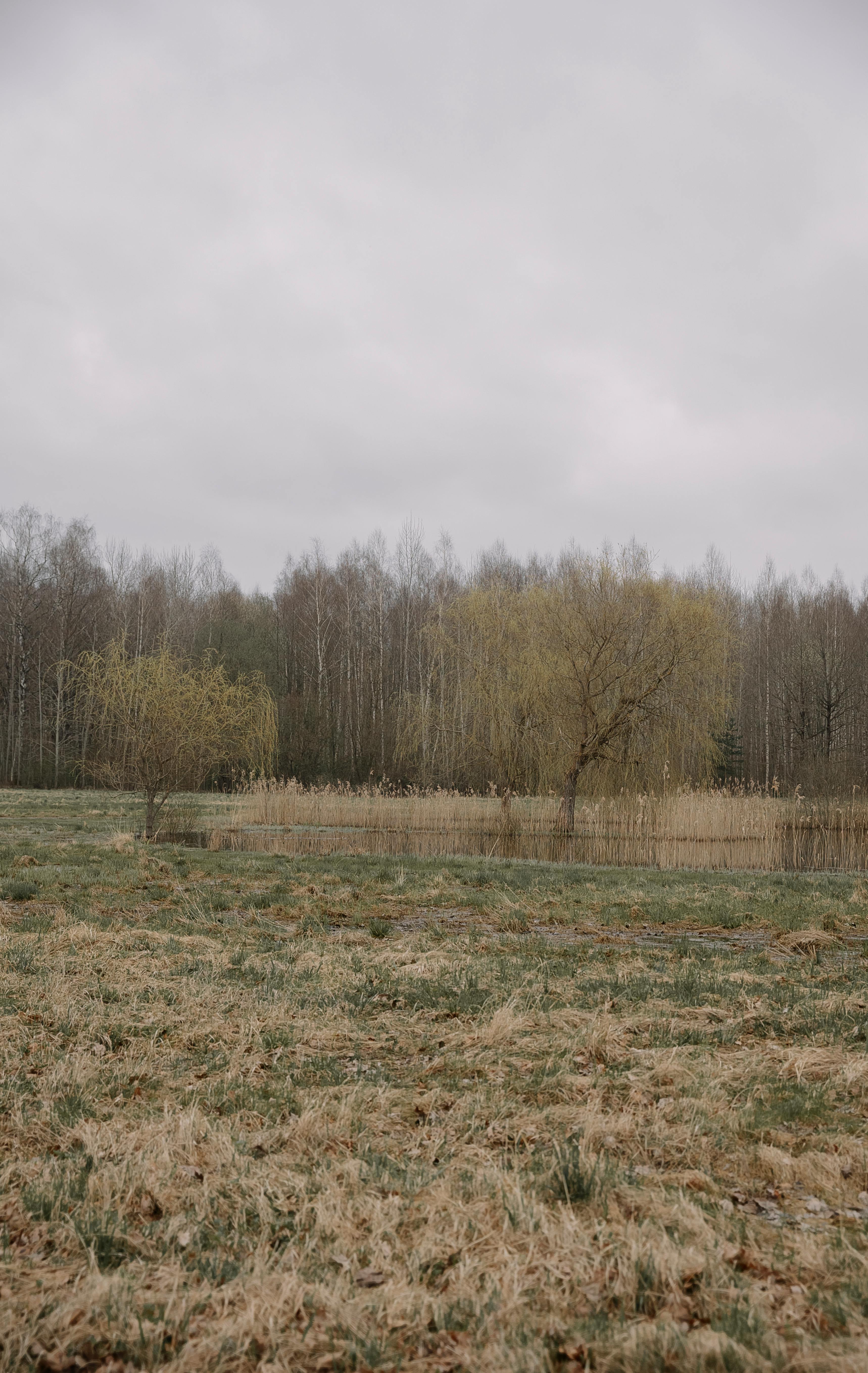 Spring Field Photos, Download The BEST Free Spring Field Stock Photos ...