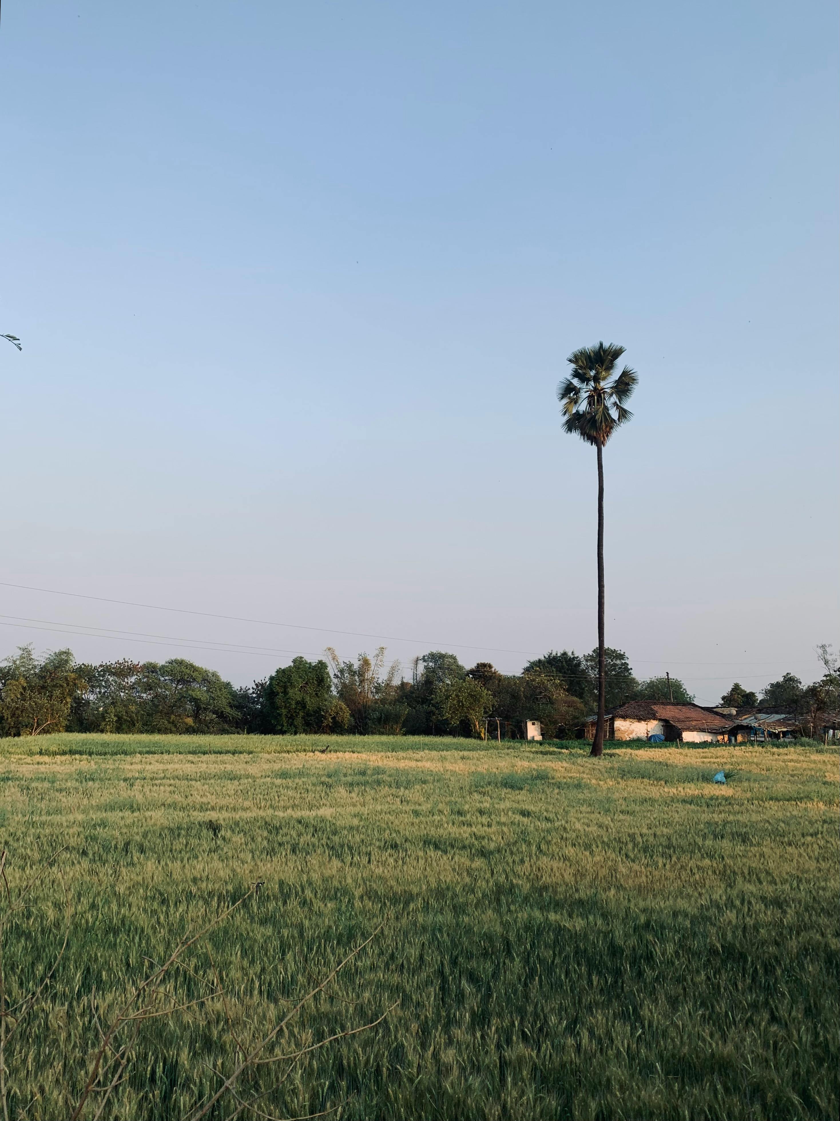 Palm Tree on Grassland in Countryside · Free Stock Photo