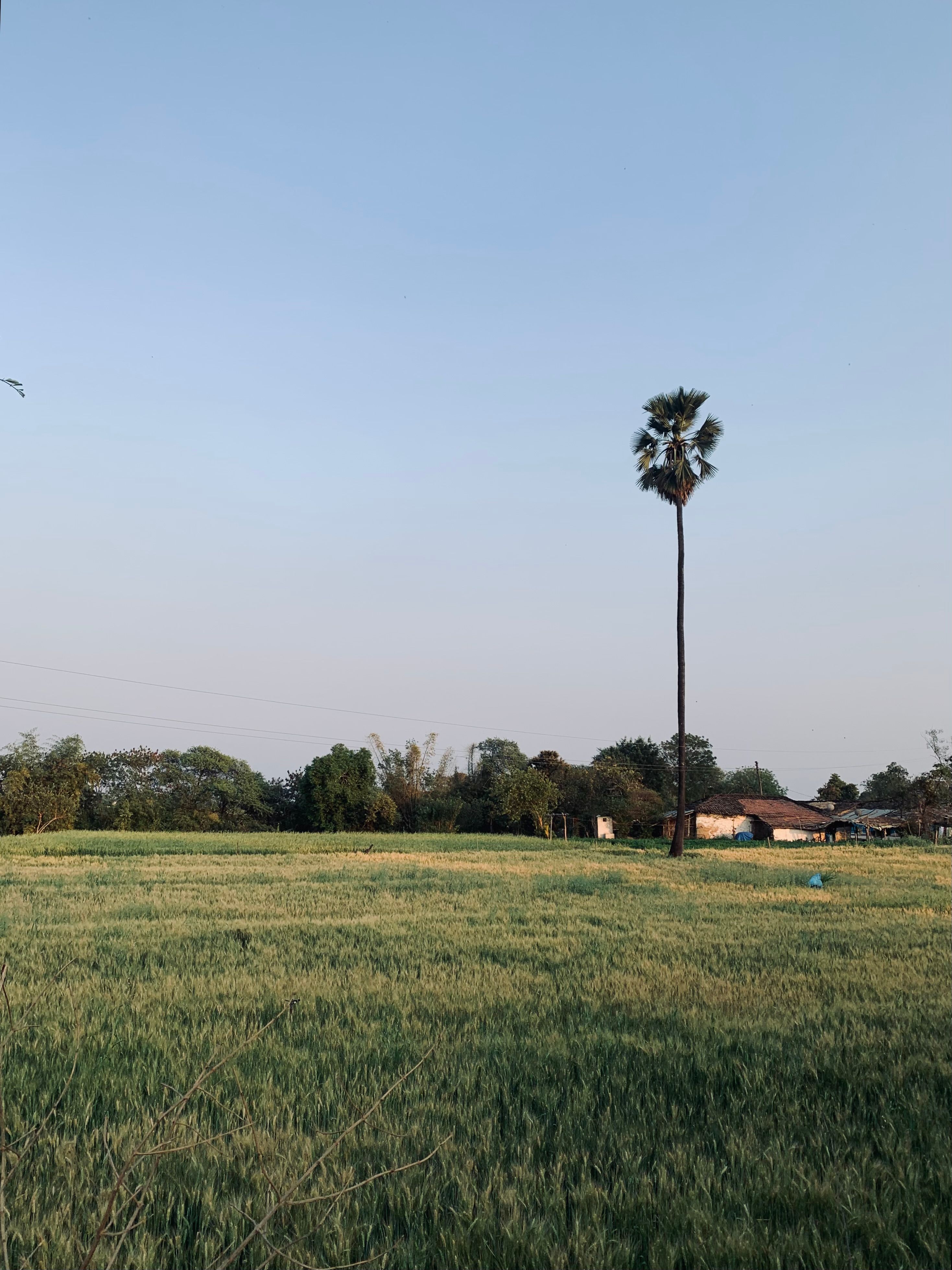 Palm Tree on Grassland in Countryside · Free Stock Photo
