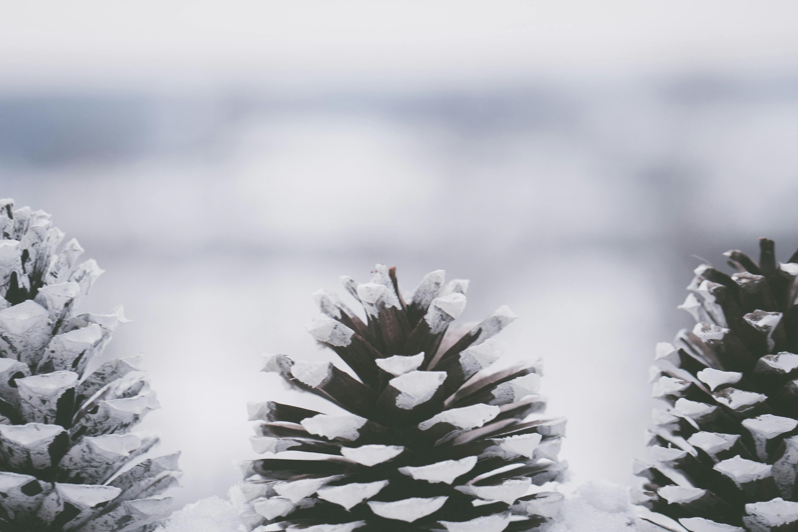 Conifer Cones Covered In Snow · Free Stock Photo