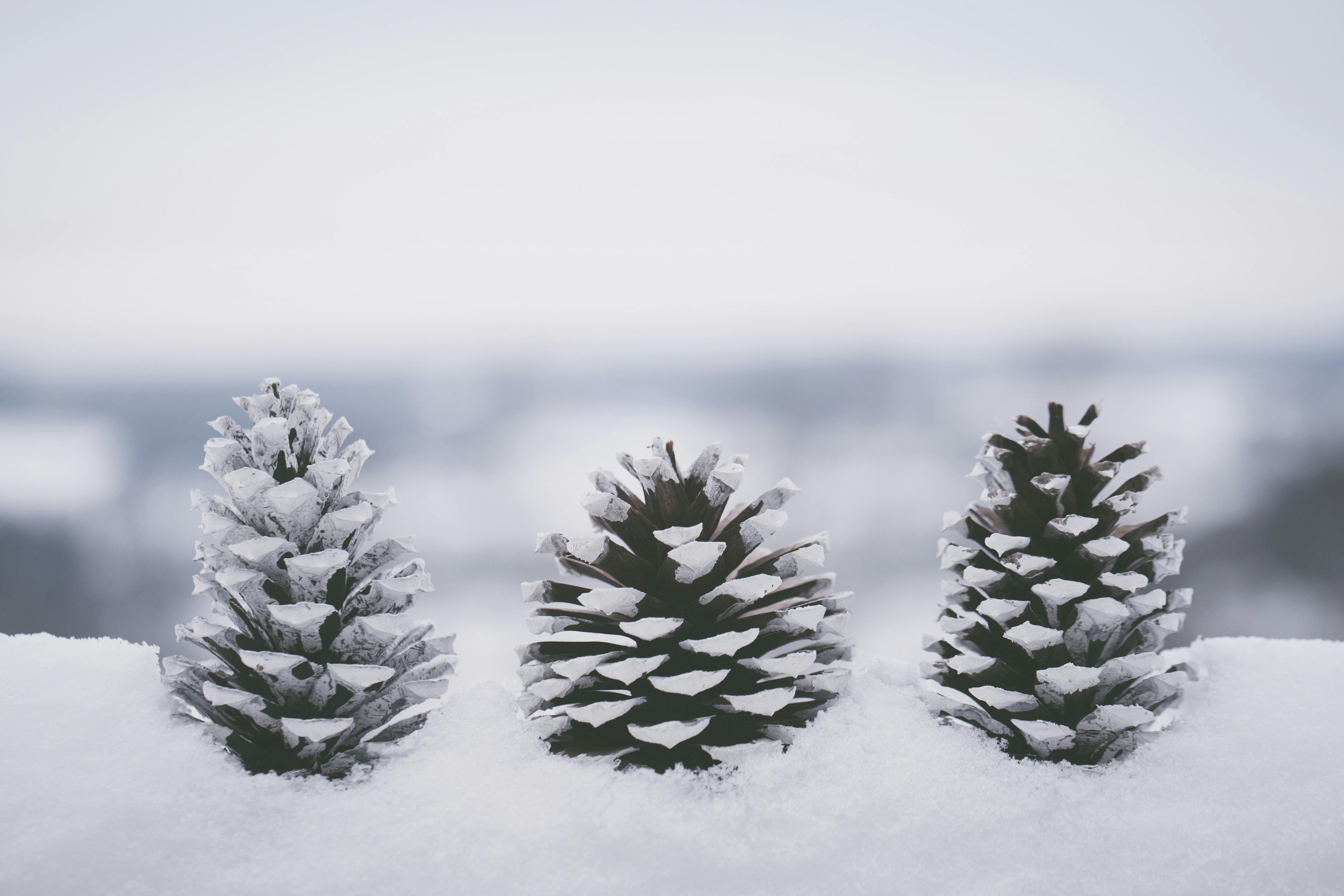 Conifer Cones Covered In Snow · Free Stock Photo