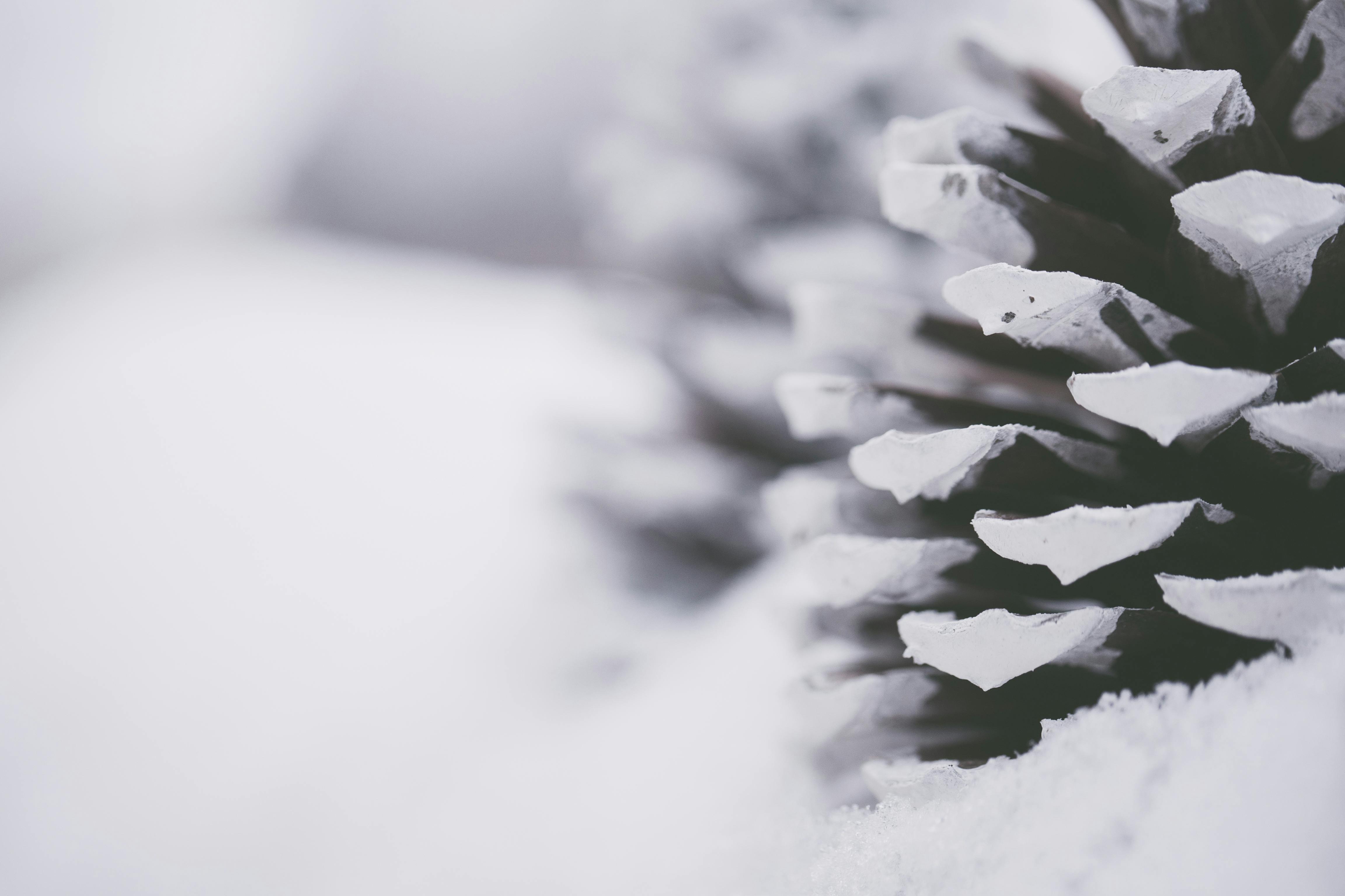 Conifer Cones Covered In Snow · Free Stock Photo
