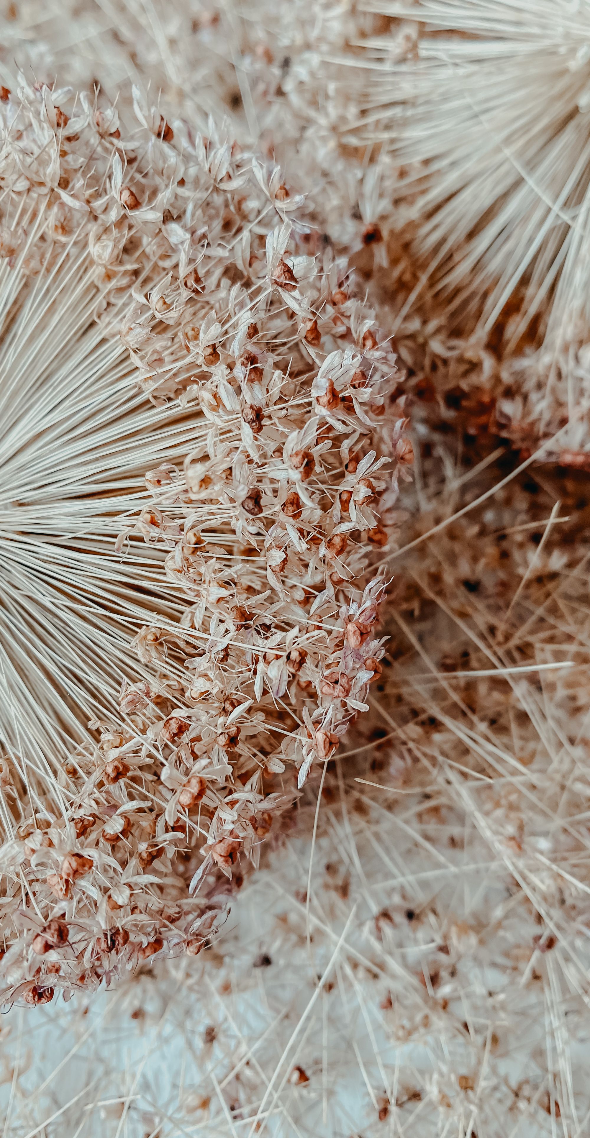 Anicum Photos, Download The BEST Free Anicum Stock Photos & HD Images