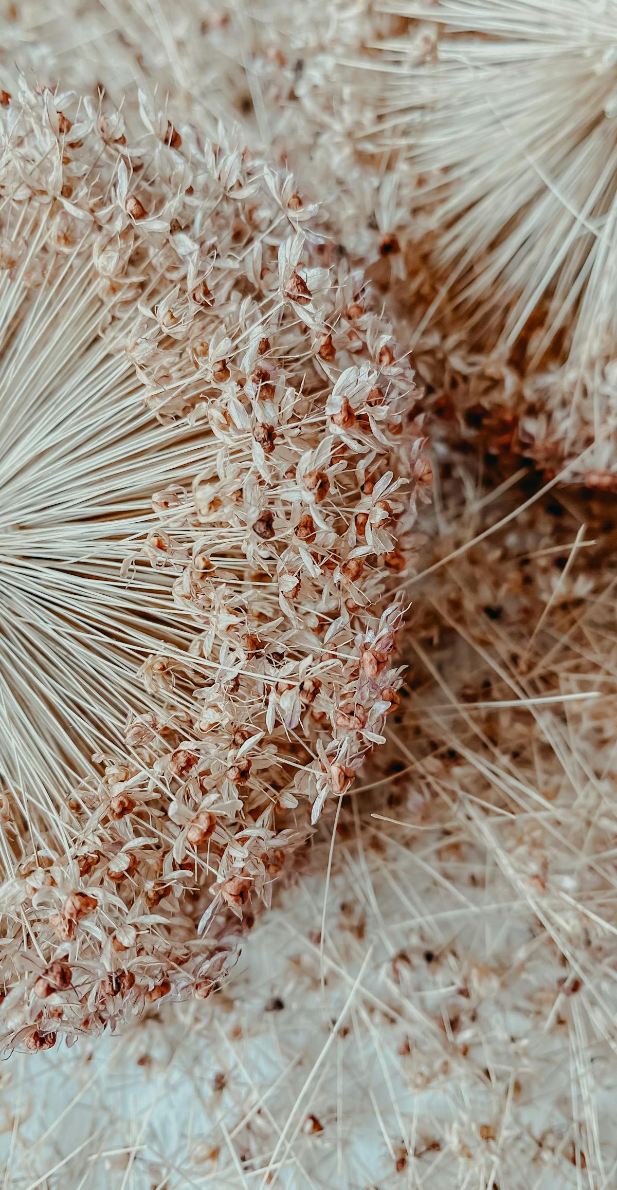 Dried Flowers Wallpaper Photos, Download The BEST Free Dried Flowers ...