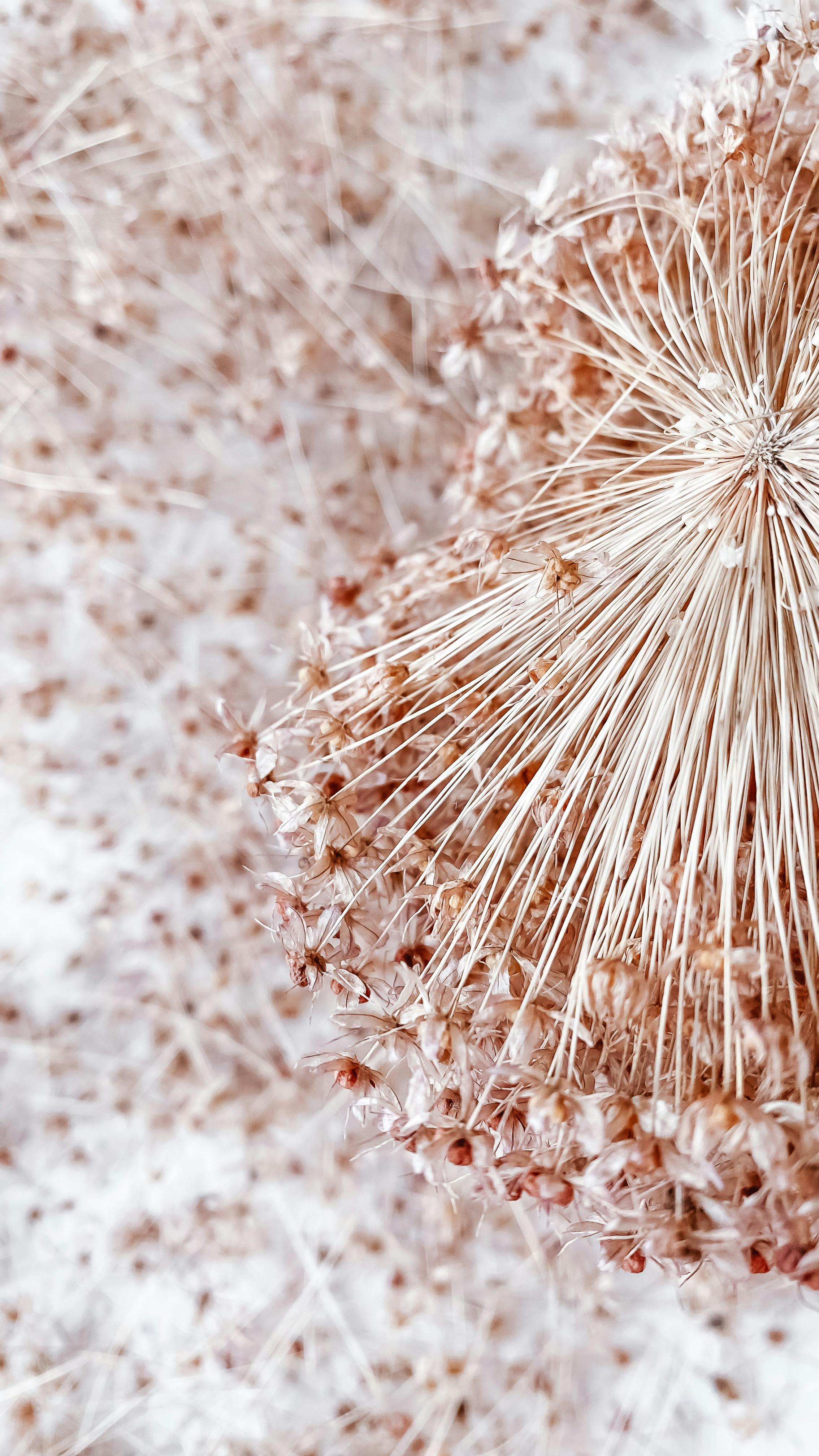 Brown Dry Flower on White Background · Free Stock Photo