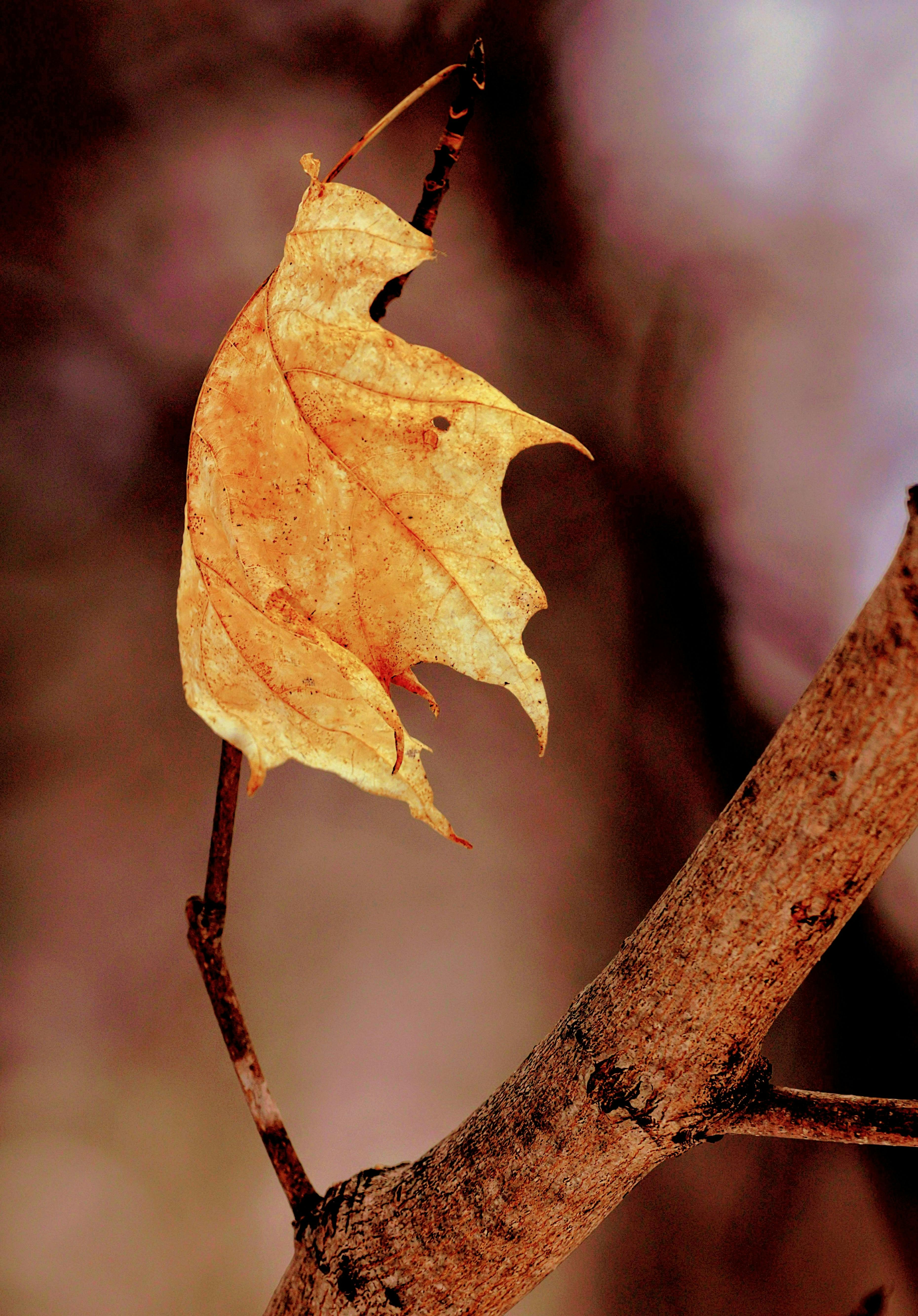 Autumn leaves of gentle twigs in sunlight · Free Stock Photo