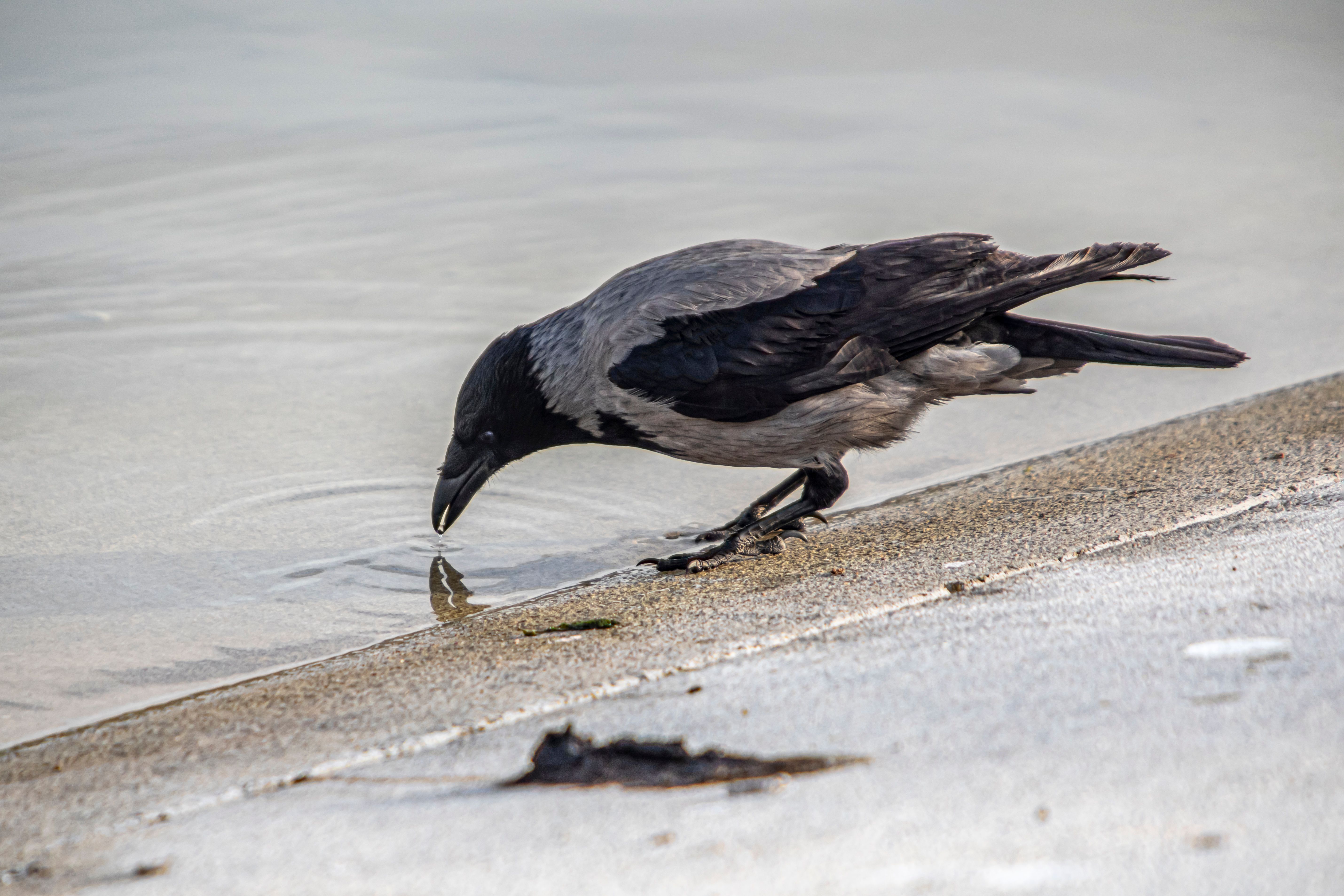 Crow Drinking Water · Free Stock Photo