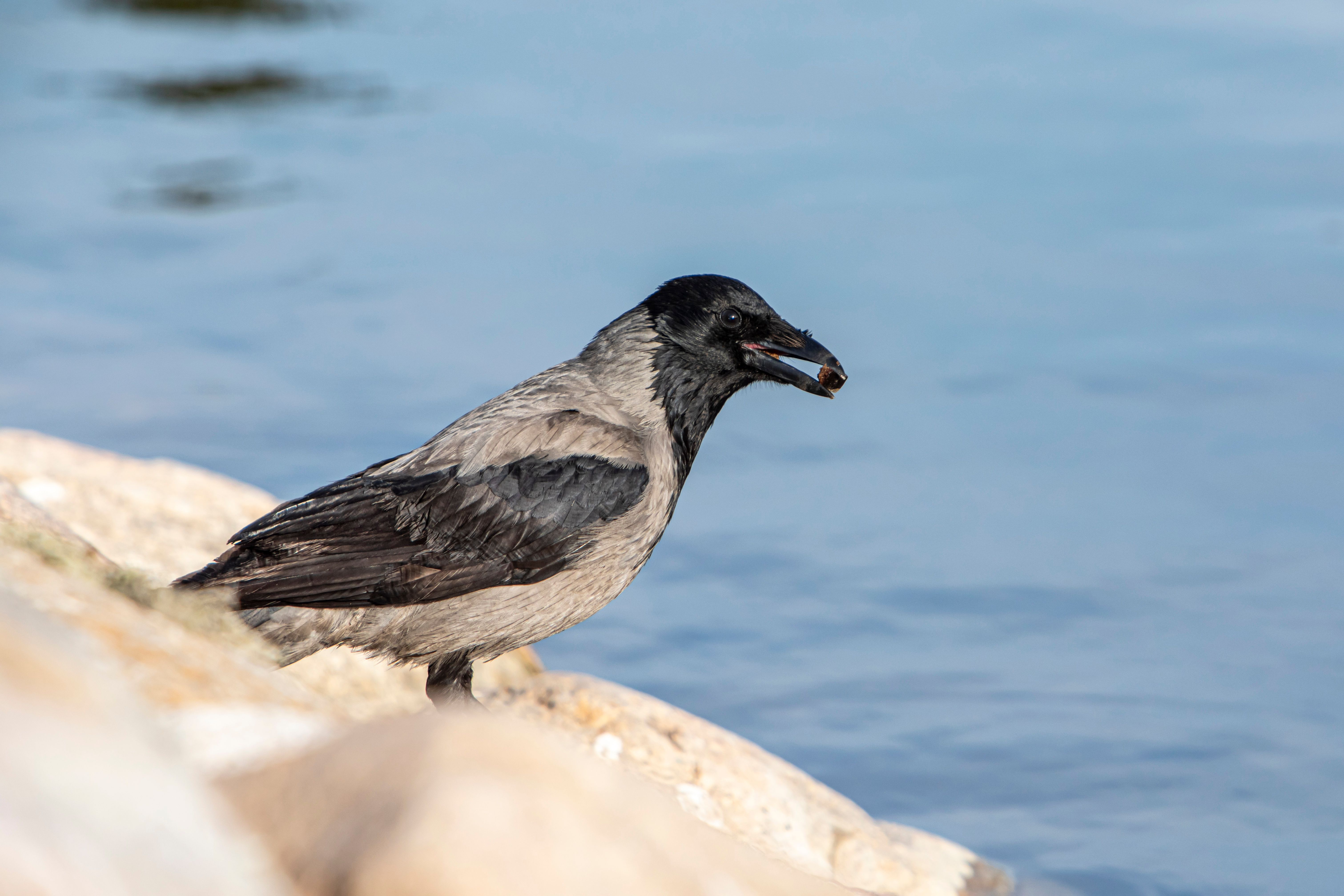 Crow Putting Pebbles Into Jar Photos, Download The BEST Free Crow ...