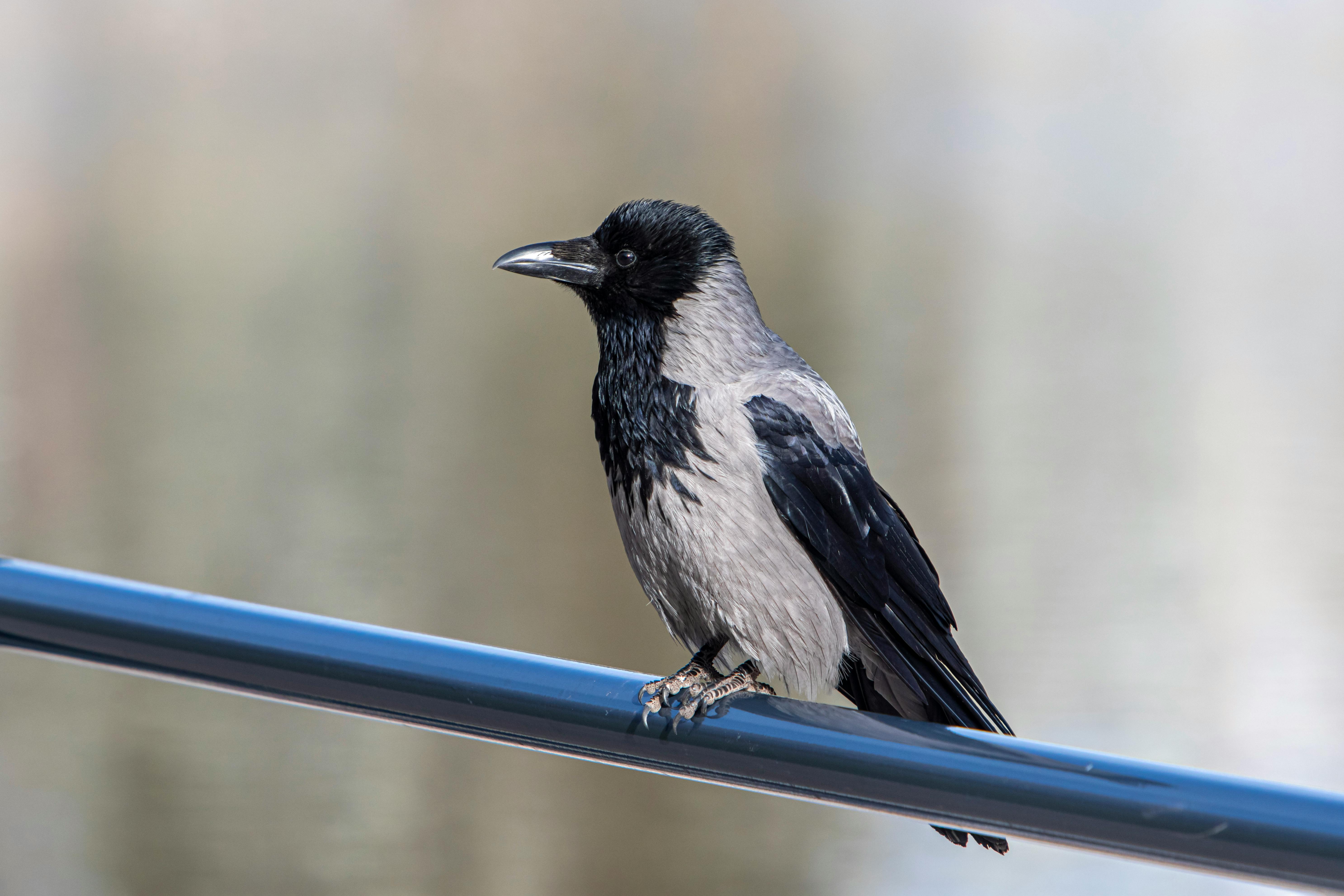 Crow Perching on Bar · Free Stock Photo