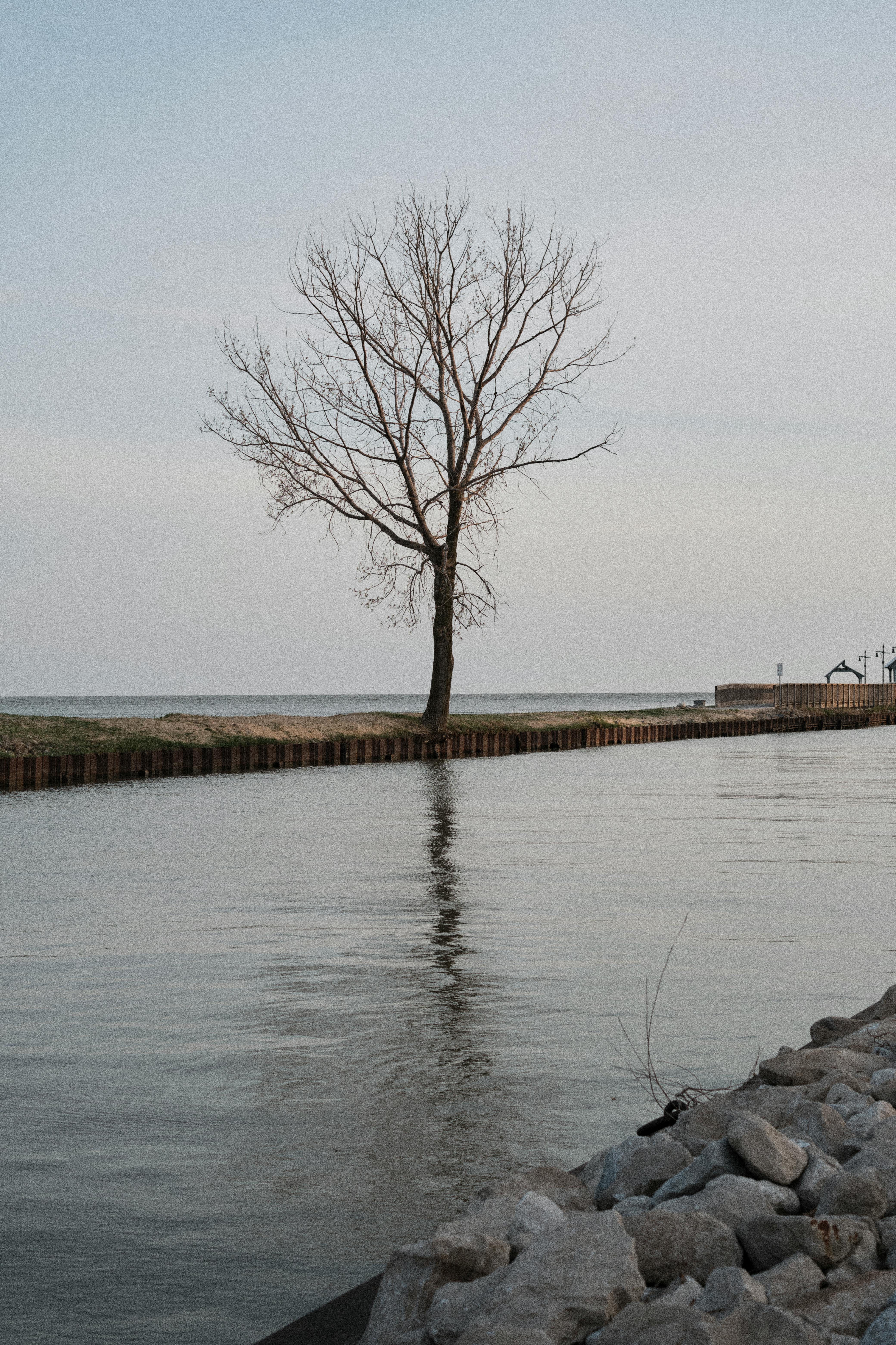Single Tree by River · Free Stock Photo