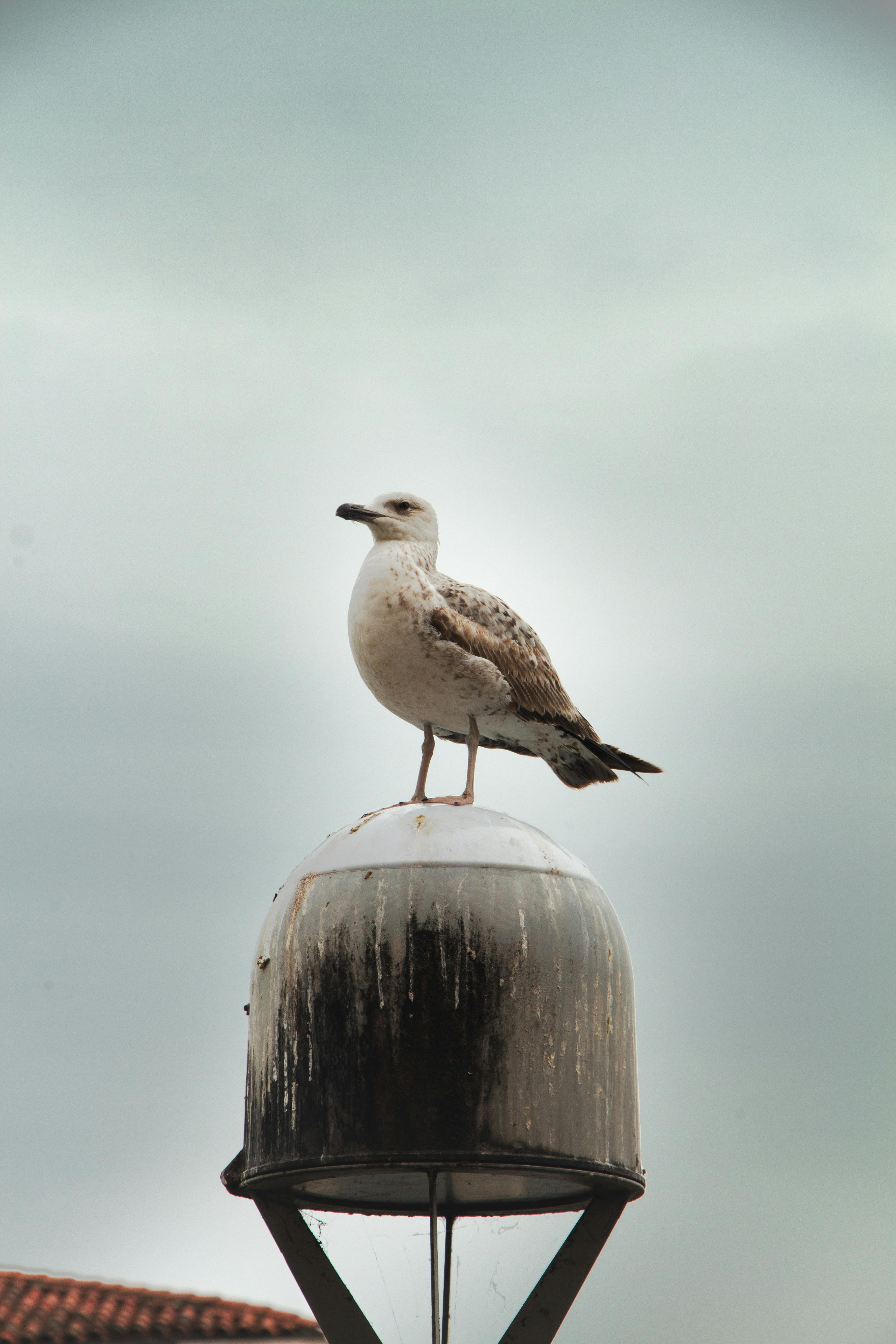 Close-up of a Seagull Sitting on a Lantern · Free Stock Photo