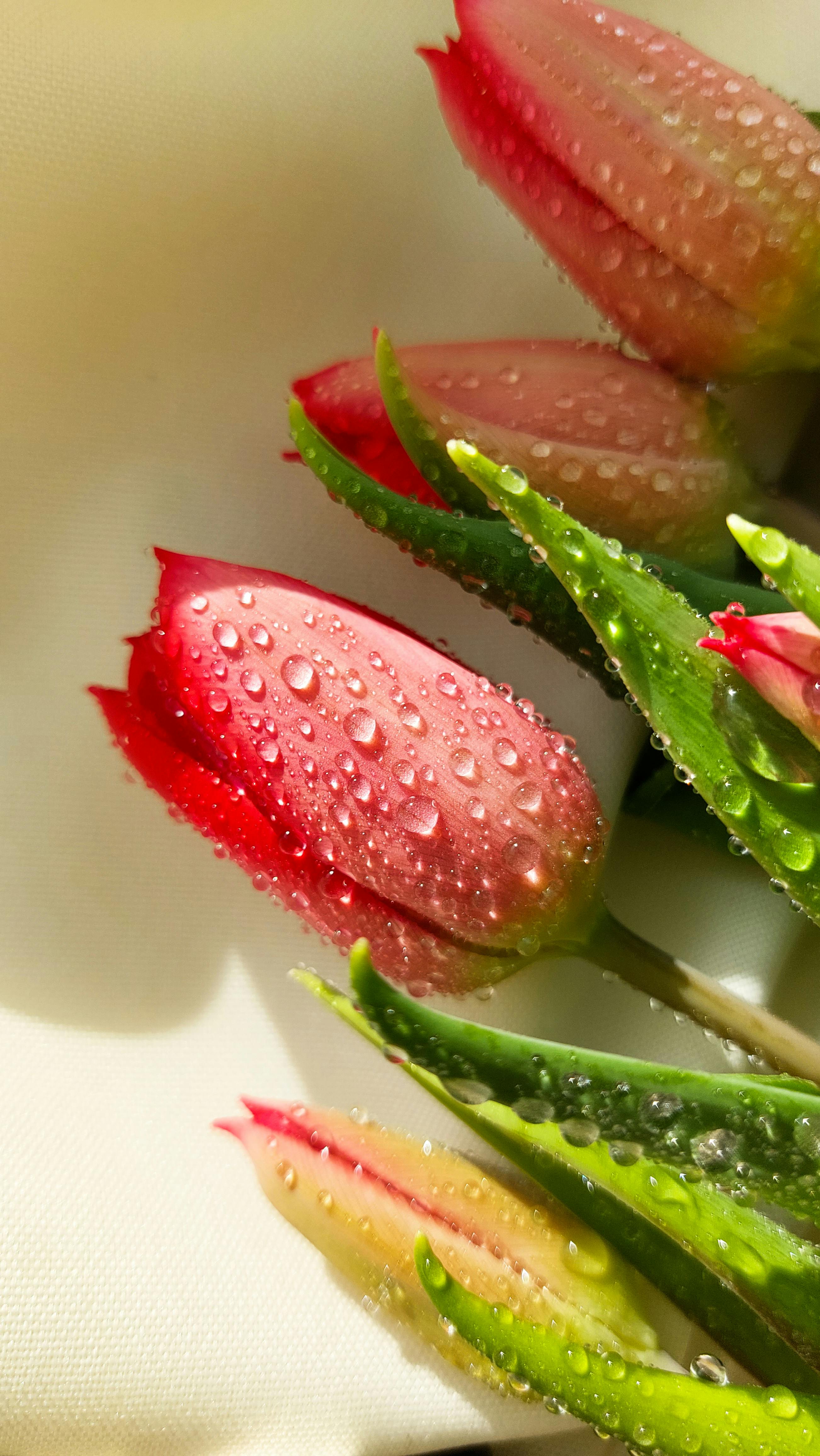 Rosy Drop Photos, Download The BEST Free Rosy Drop Stock Photos & HD Images