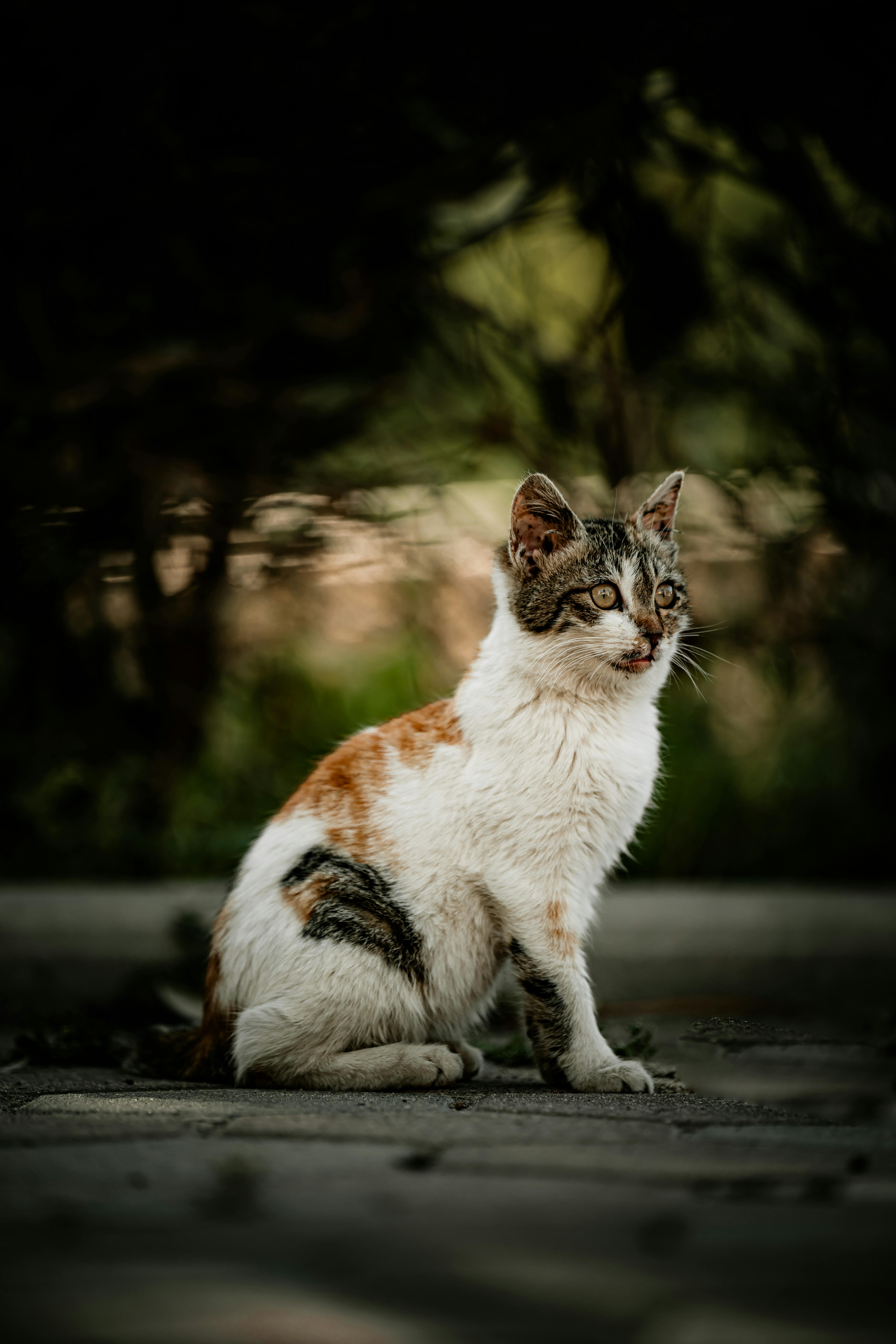 Portrait of an Alert Cat Sitting Outdoors · Free Stock Photo