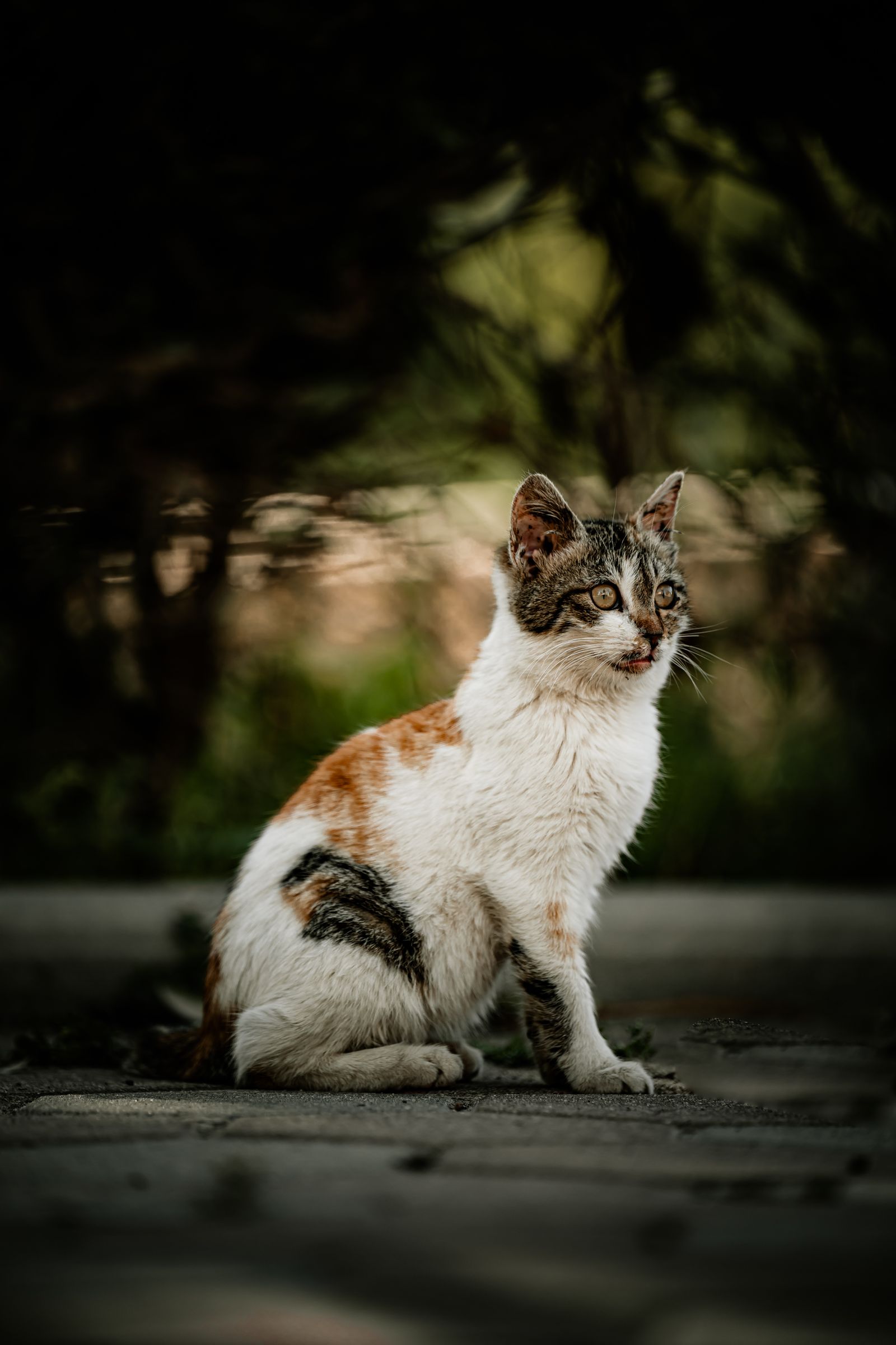 Download Free Images Photos, Download The BEST Free Download Free ...