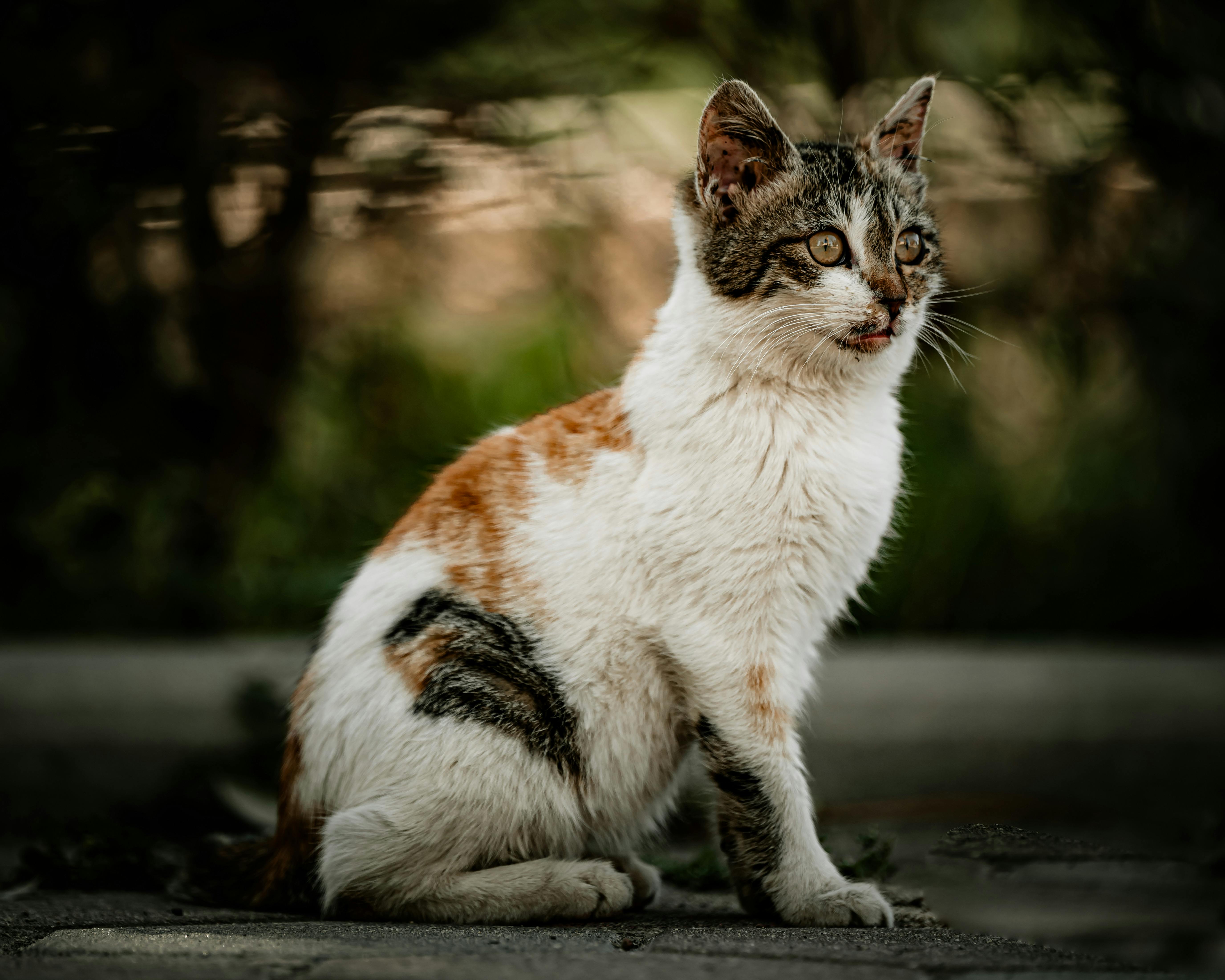 Cat 8k Wallpaper Photos, Download The BEST Free Cat 8k Wallpaper Stock ...