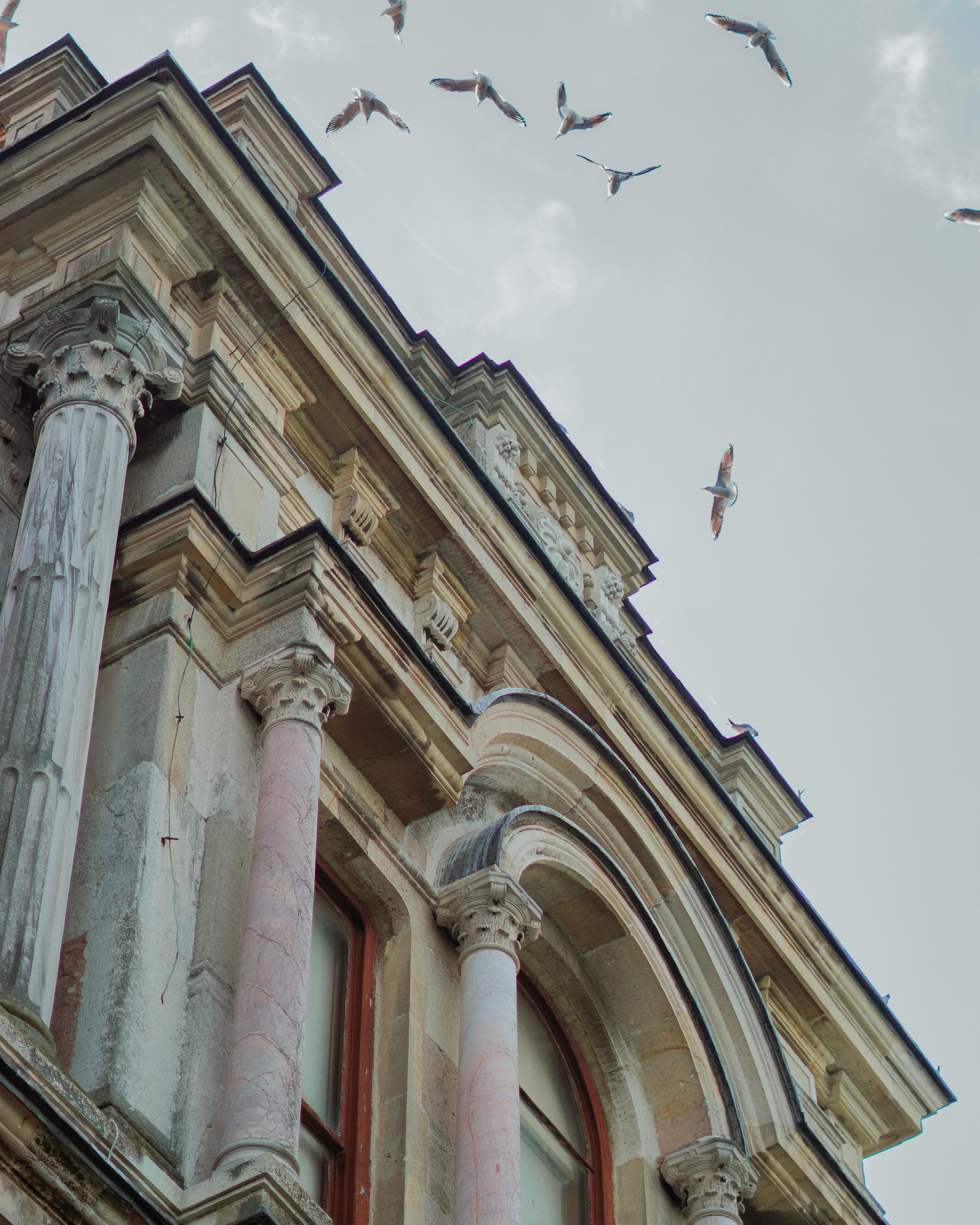 Birds Flying over Columns on Building Wall · Free Stock Photo