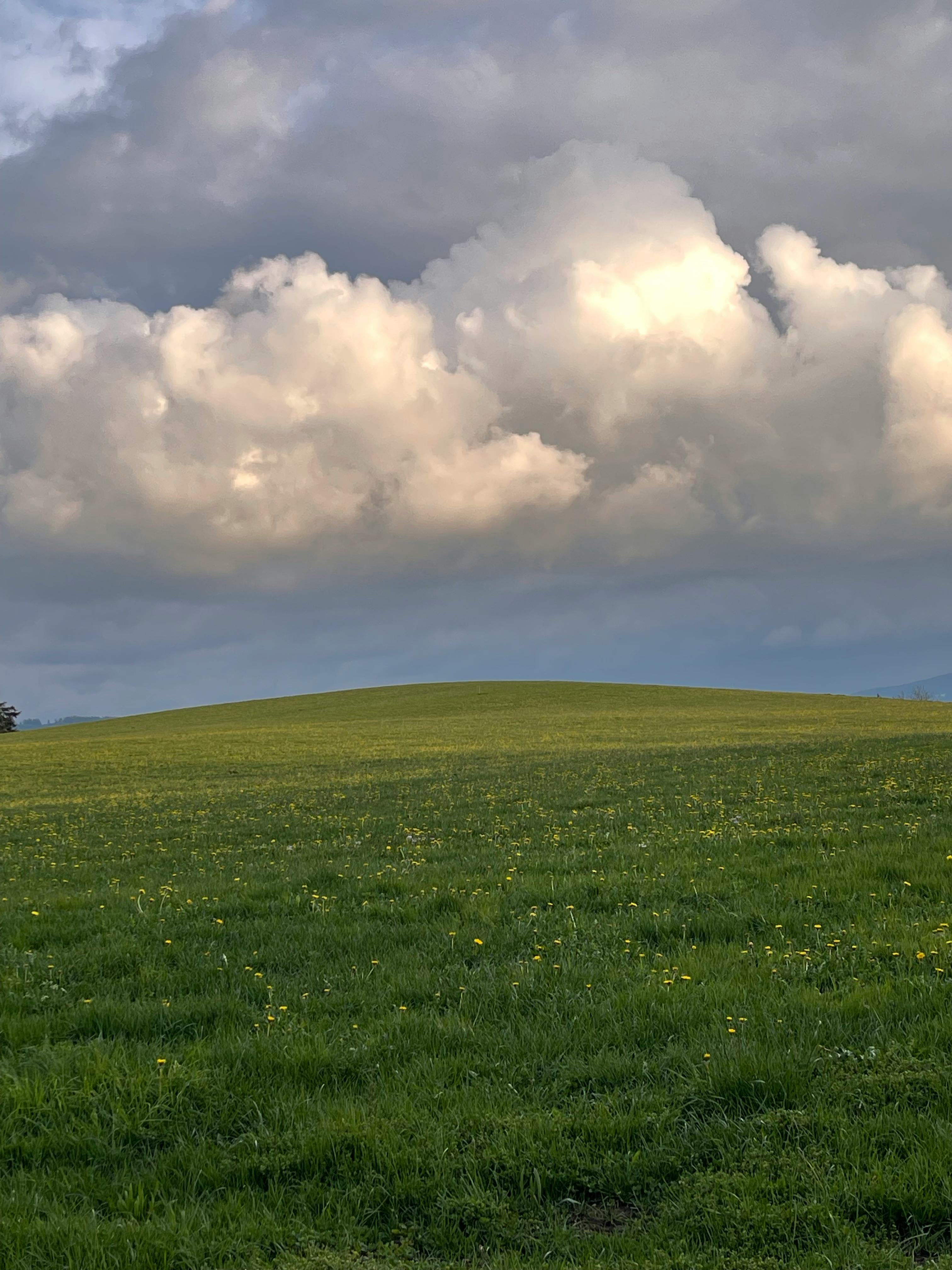 Flowers and Trees on Meadow · Free Stock Photo