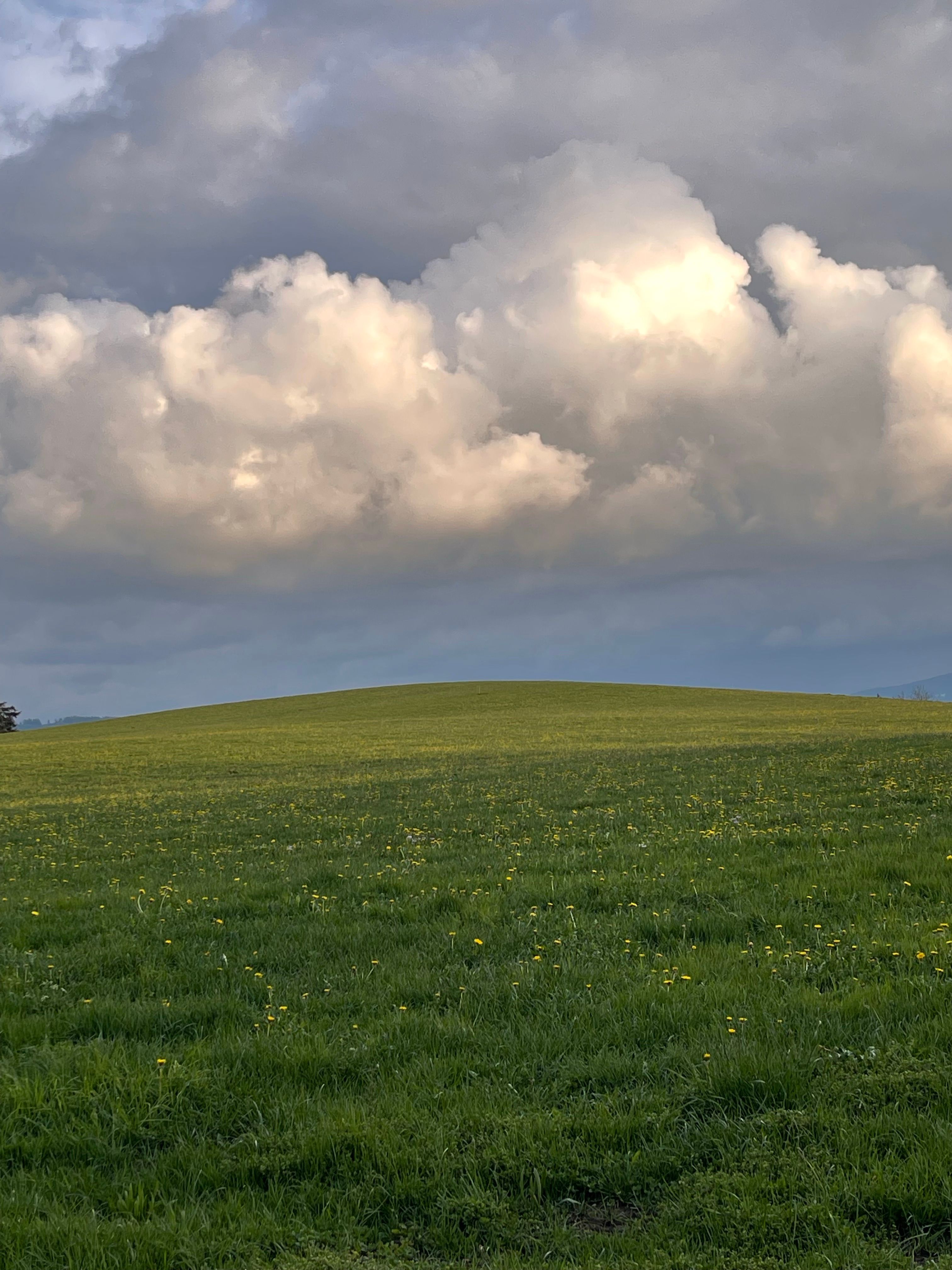 Overcast over Green Meadow · Free Stock Photo