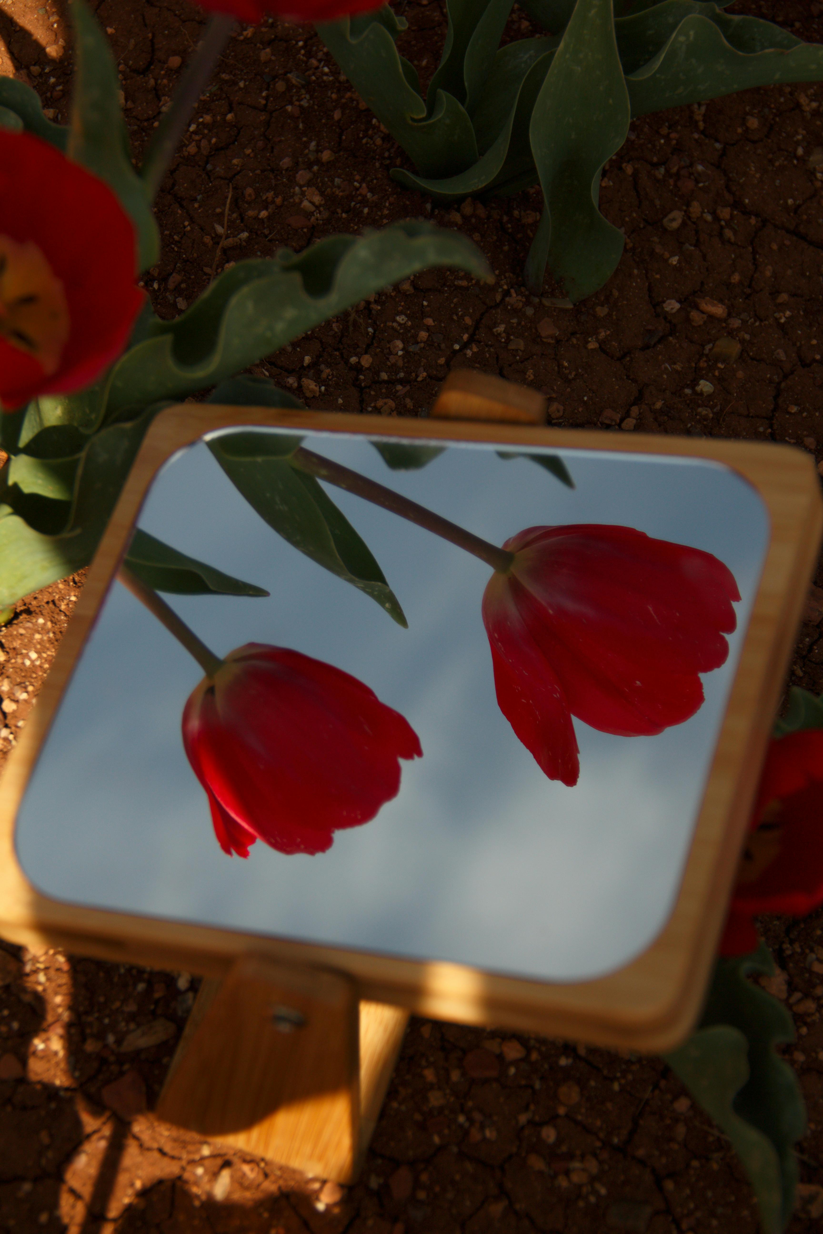 Flowers in Mirror · Free Stock Photo