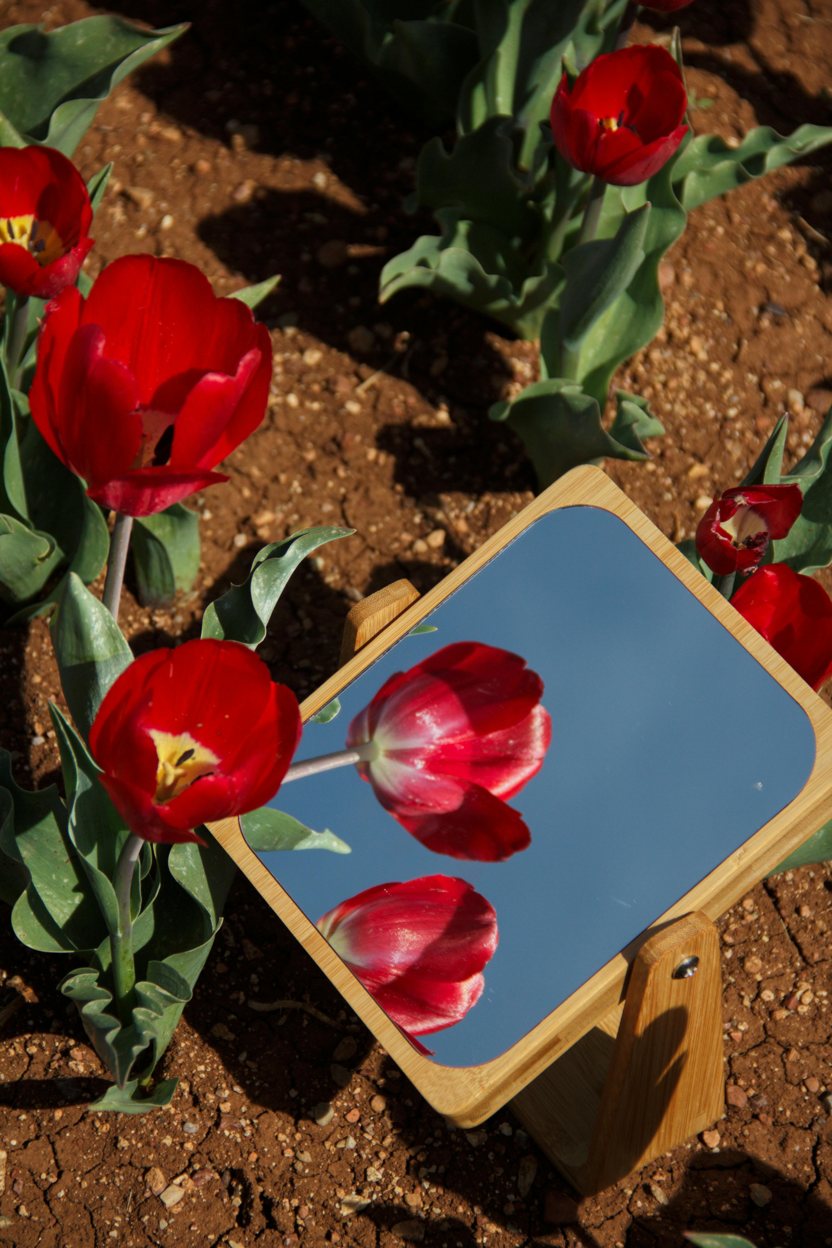 Mirror Reflection of a Tulip Flower · Free Stock Photo