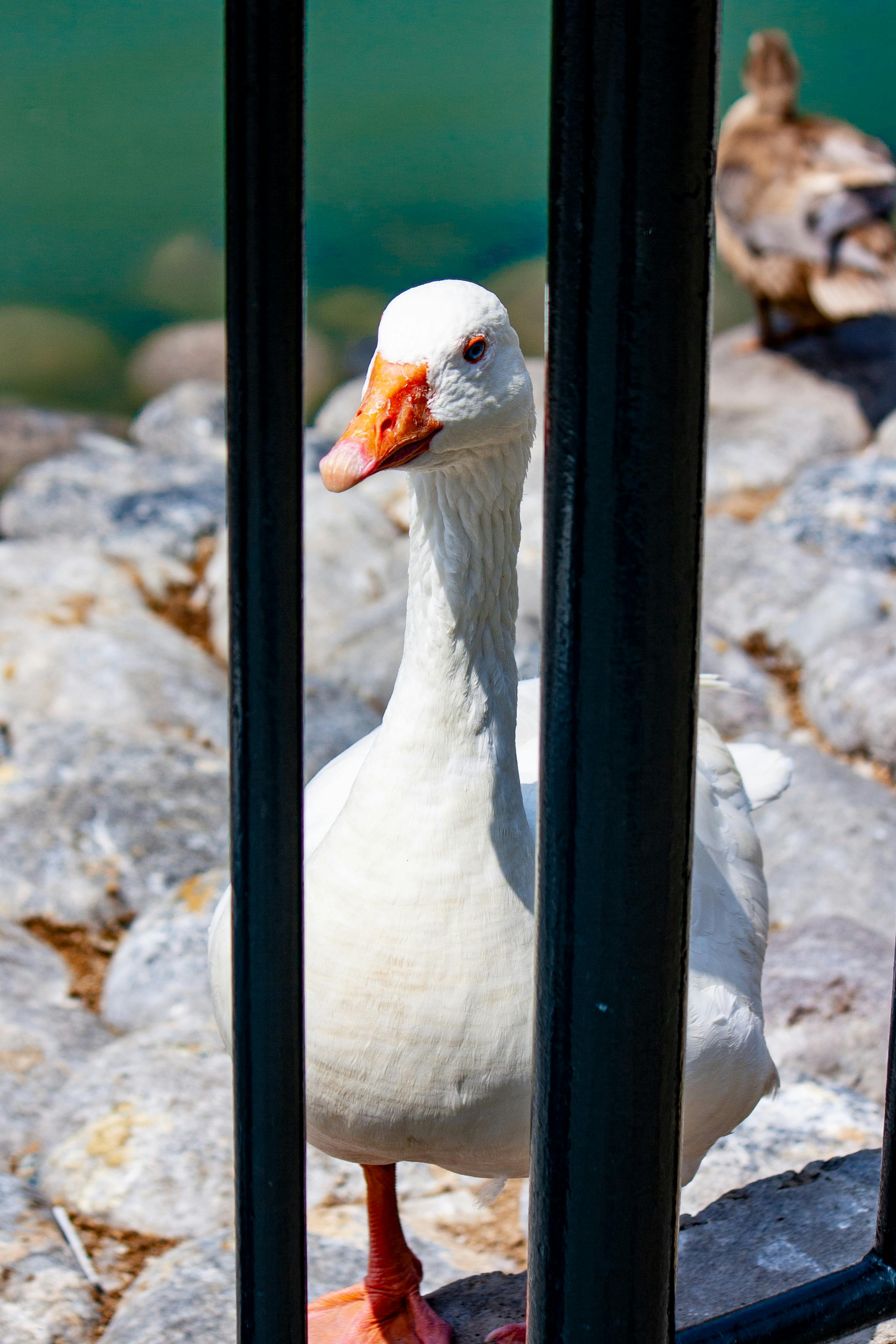 White Duck Photos, Download The BEST Free White Duck Stock Photos & HD ...