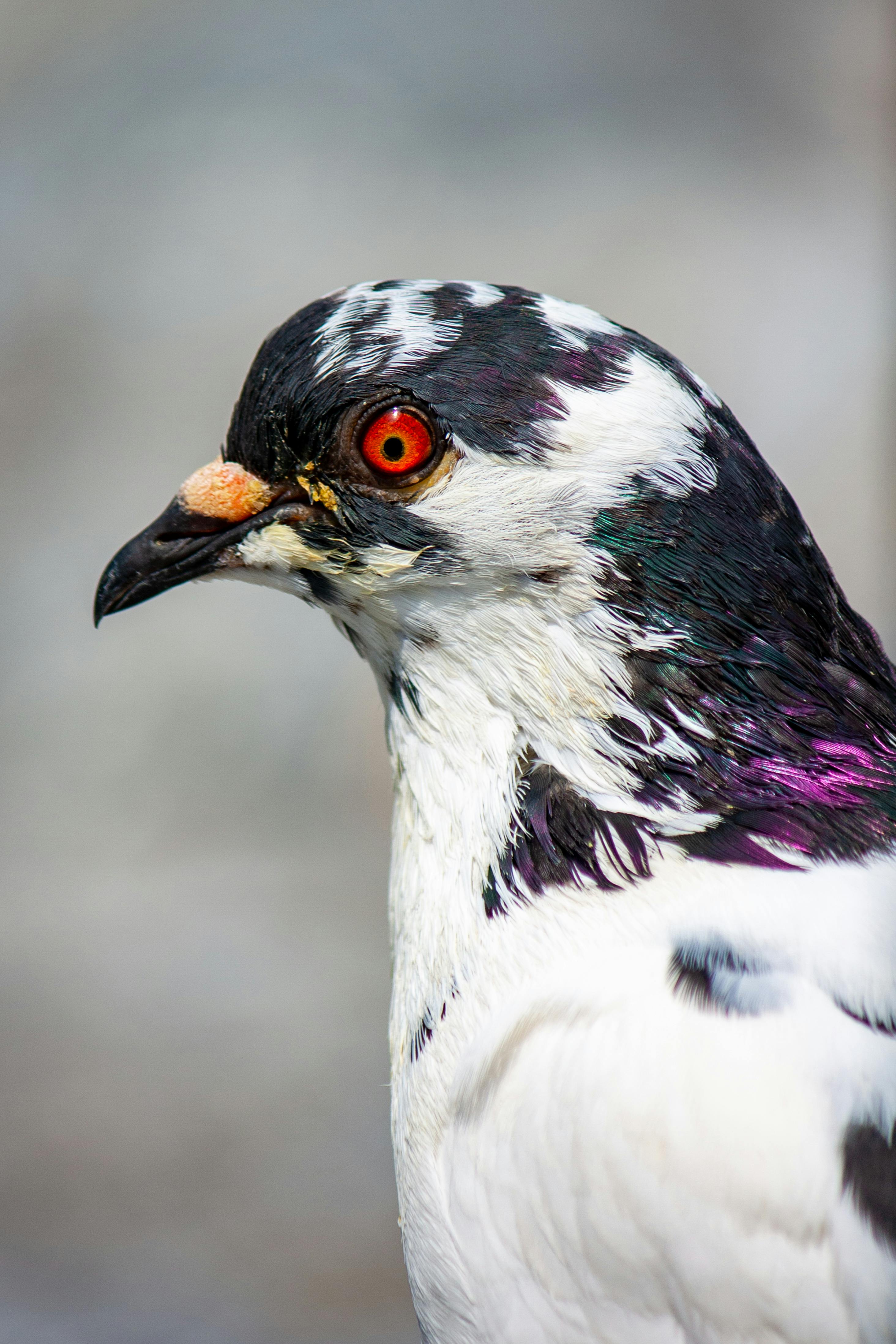 Multi Colored Pigeon · Free Stock Photo