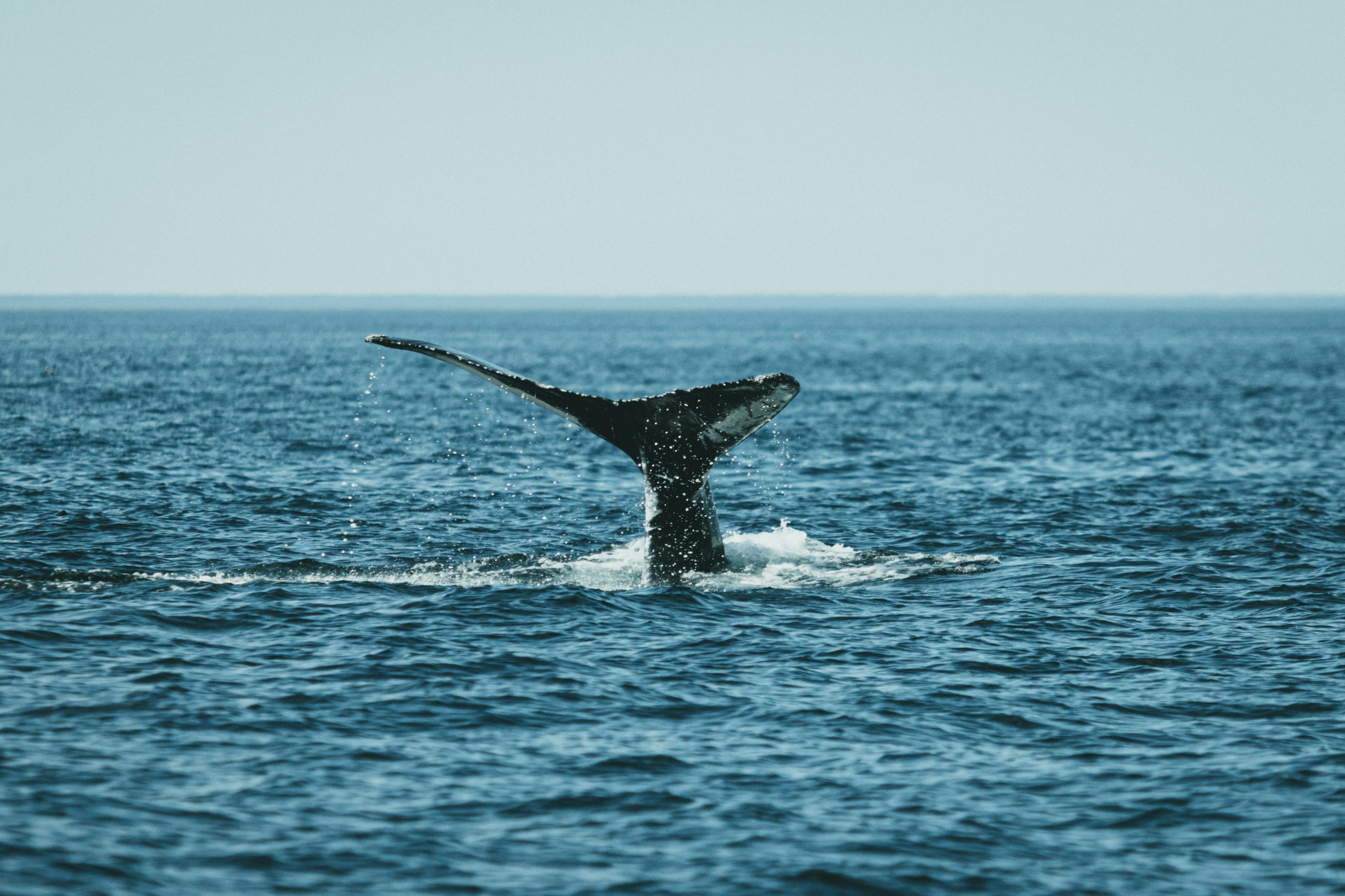 Tail of Whale · Free Stock Photo