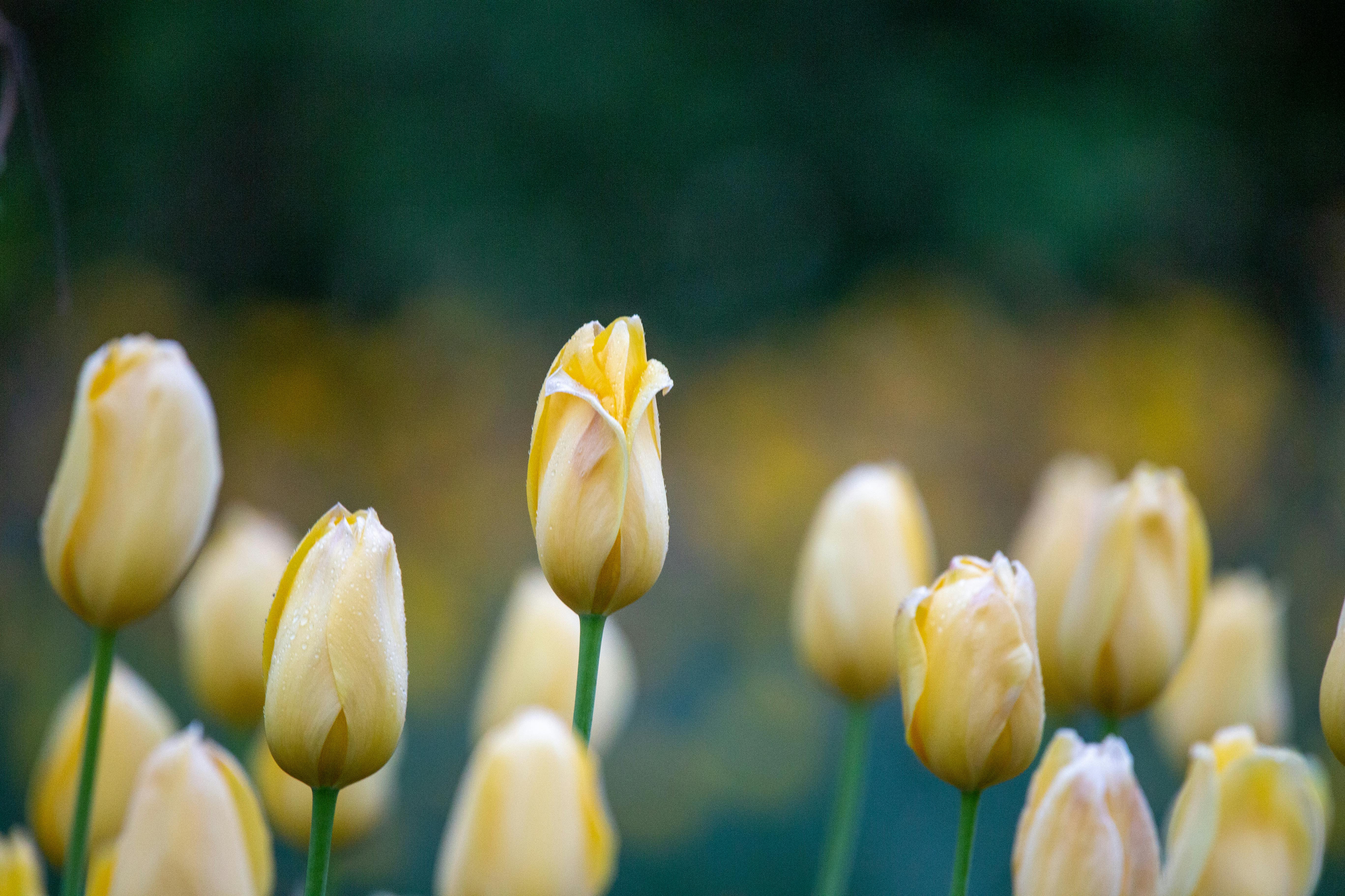 Yellow Tulip Flower · Free Stock Photo