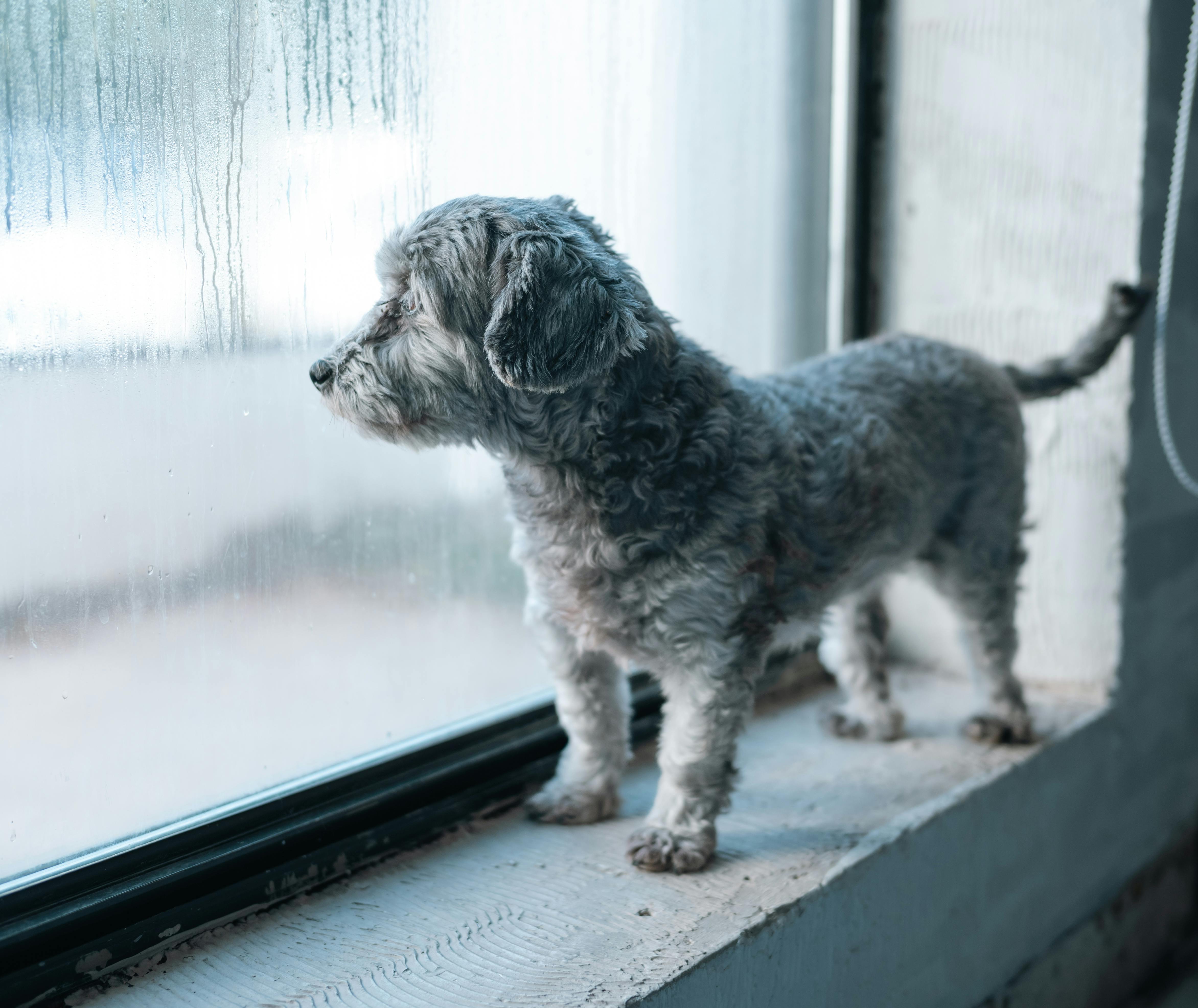 Windows Animate Photos, Download The BEST Free Windows Animate Stock ...