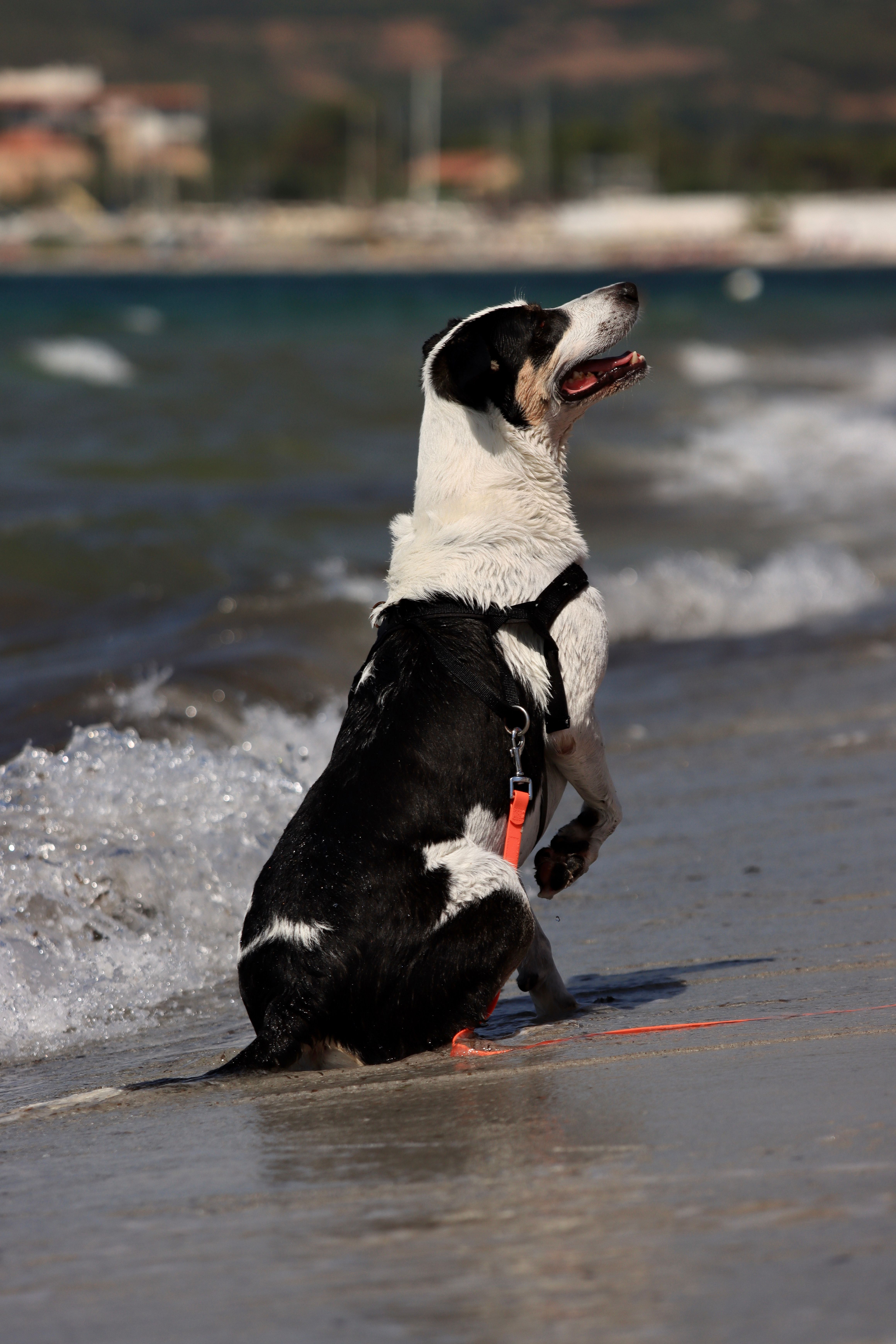 Foto de stock gratuita sobre agua, al aire libre, alghero, amigo peludo ...