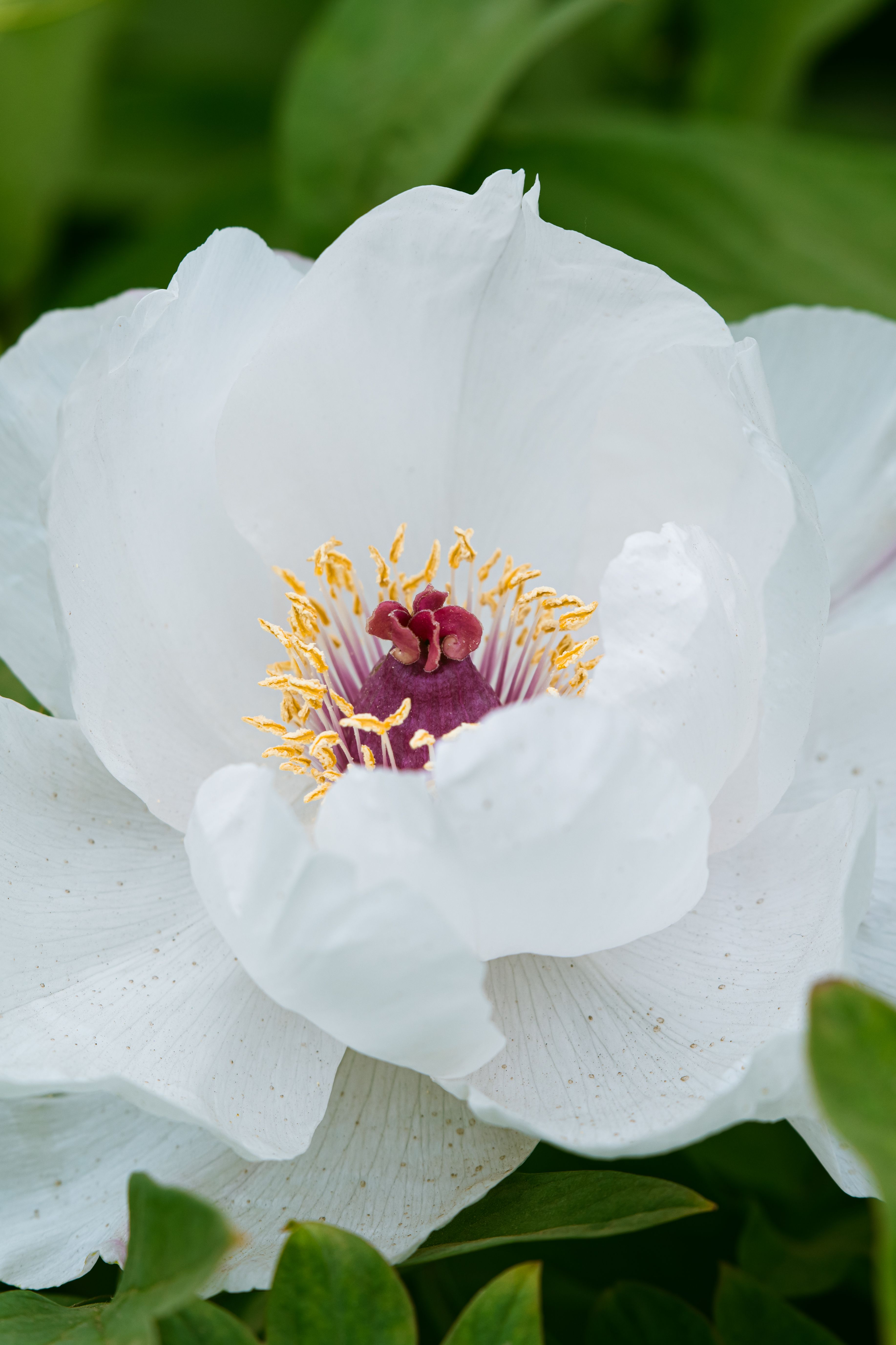 White Petal Flower · Free Stock Photo