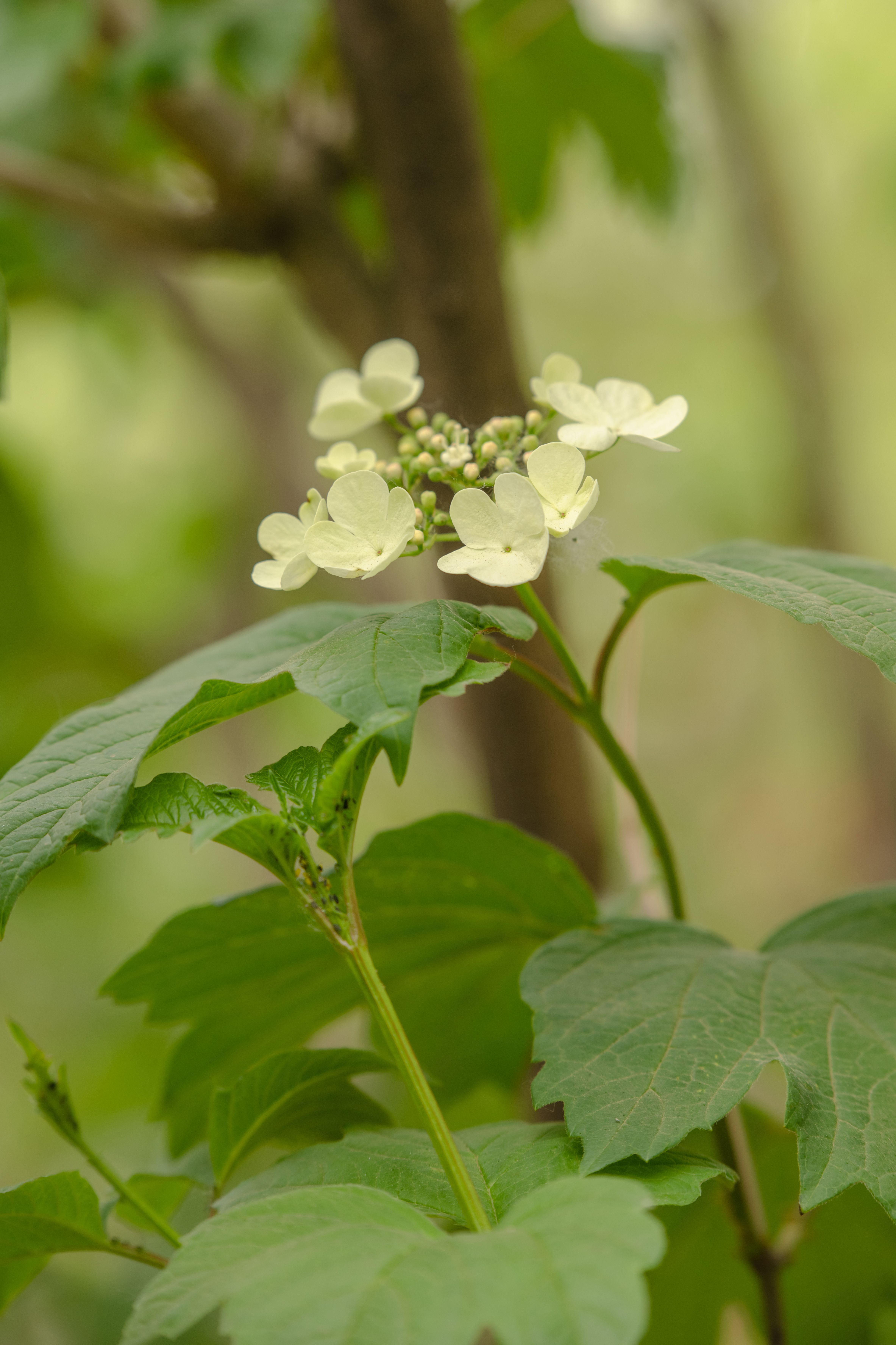 Close up of Flowers and Leaves · Free Stock Photo