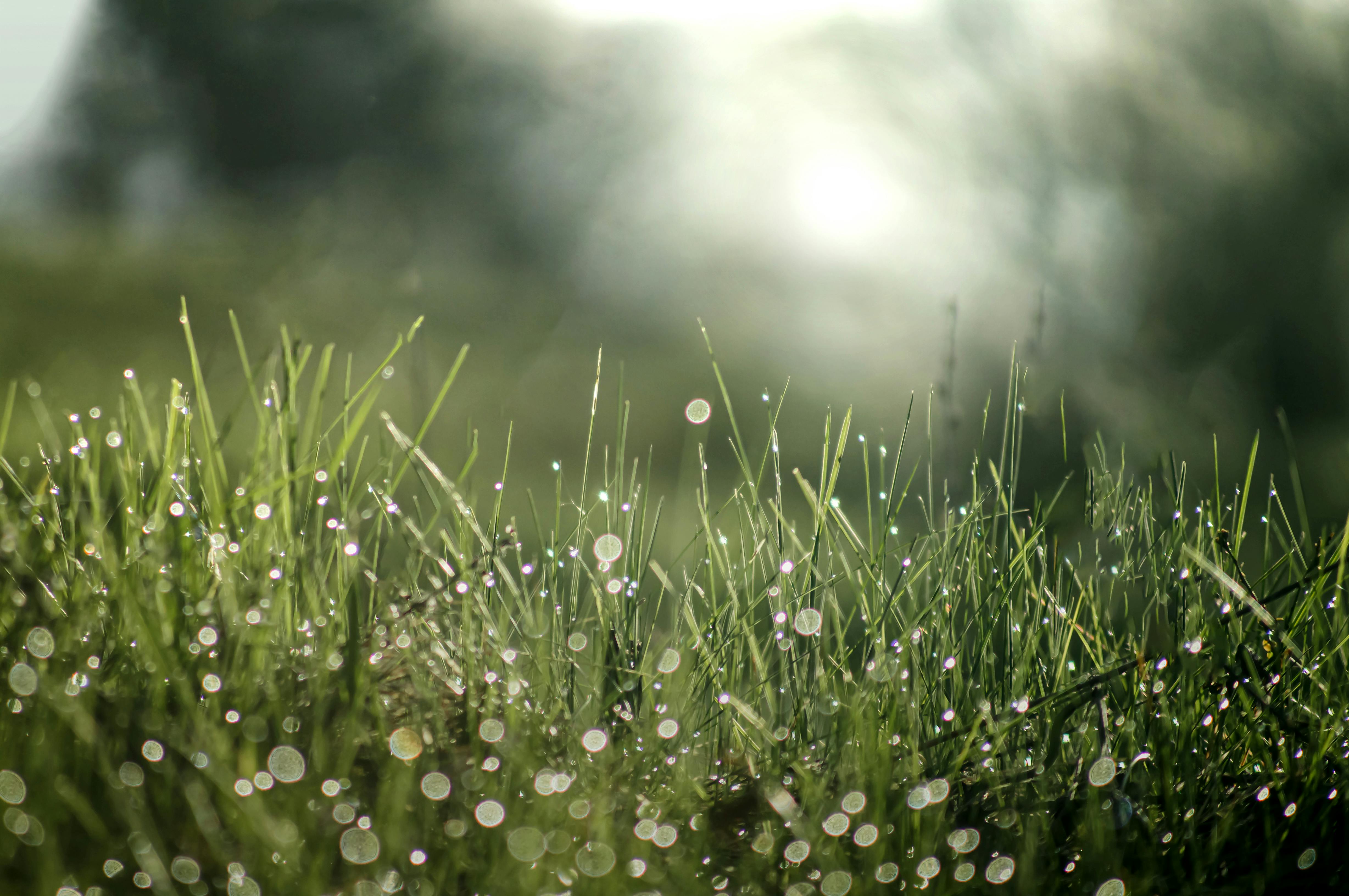 Raindrops on Grass · Free Stock Photo