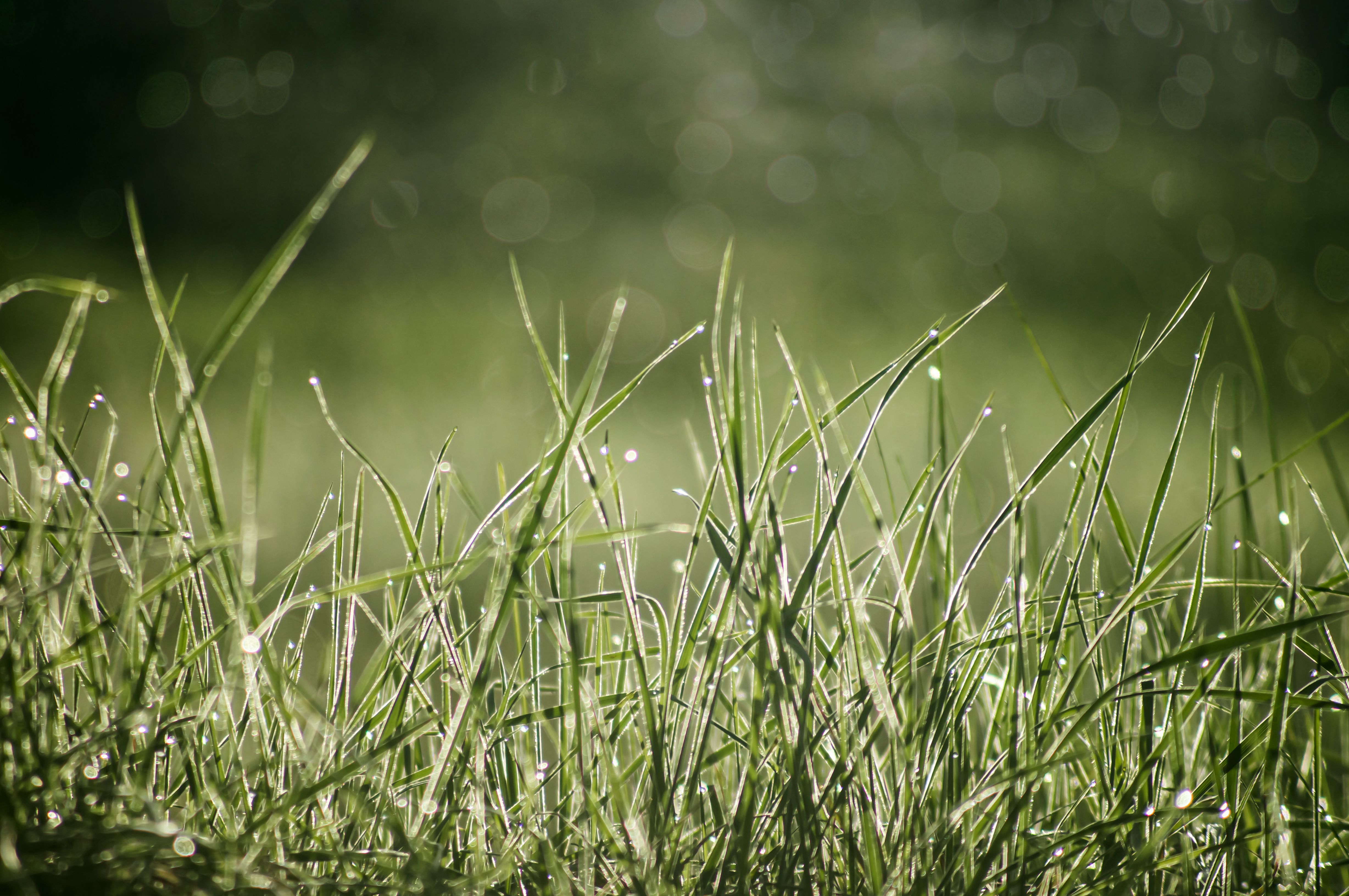 Close-up of Green Grass Growing on Ground · Free Stock Photo