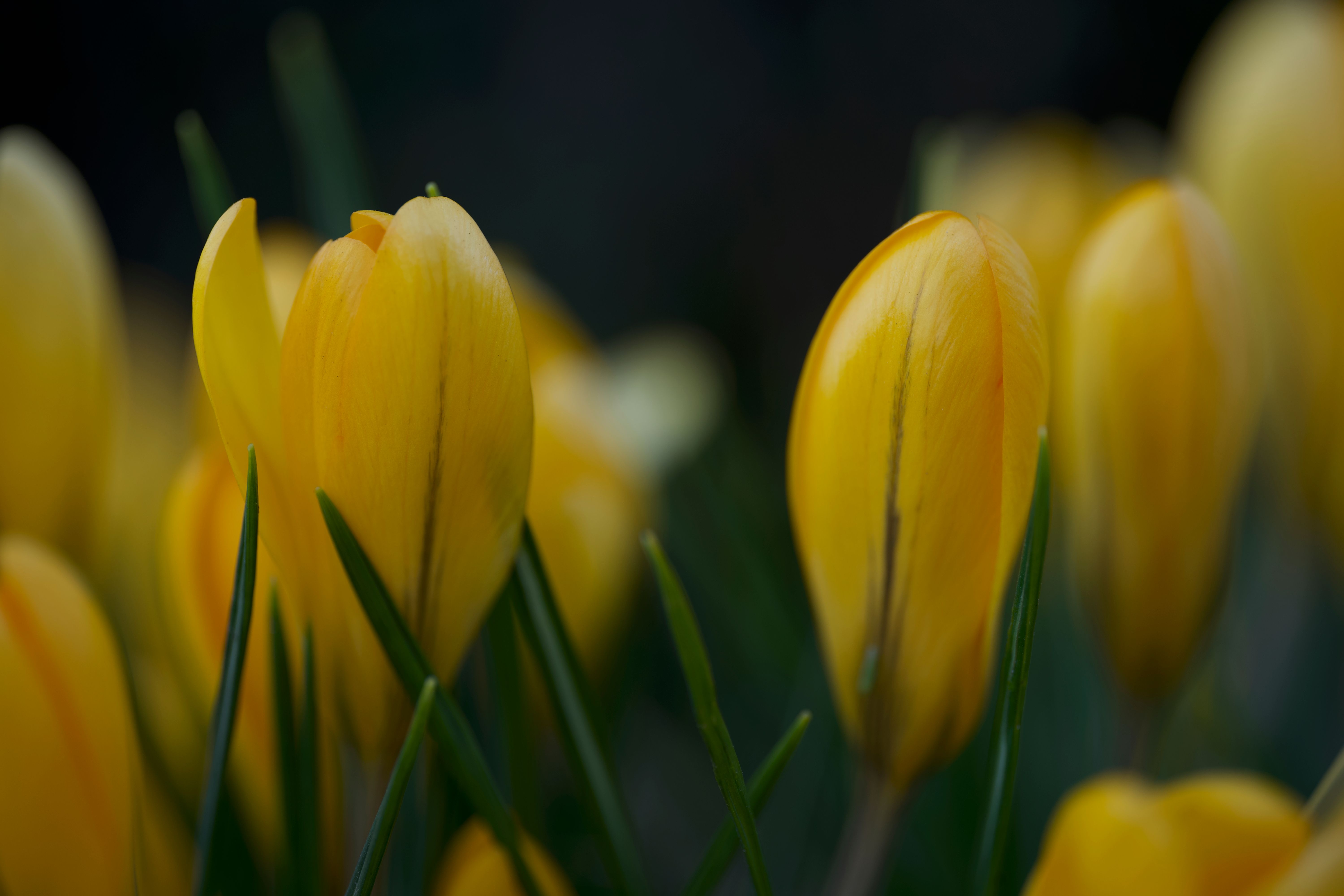 Yellow Crocuses Growing in the Garden · Free Stock Photo