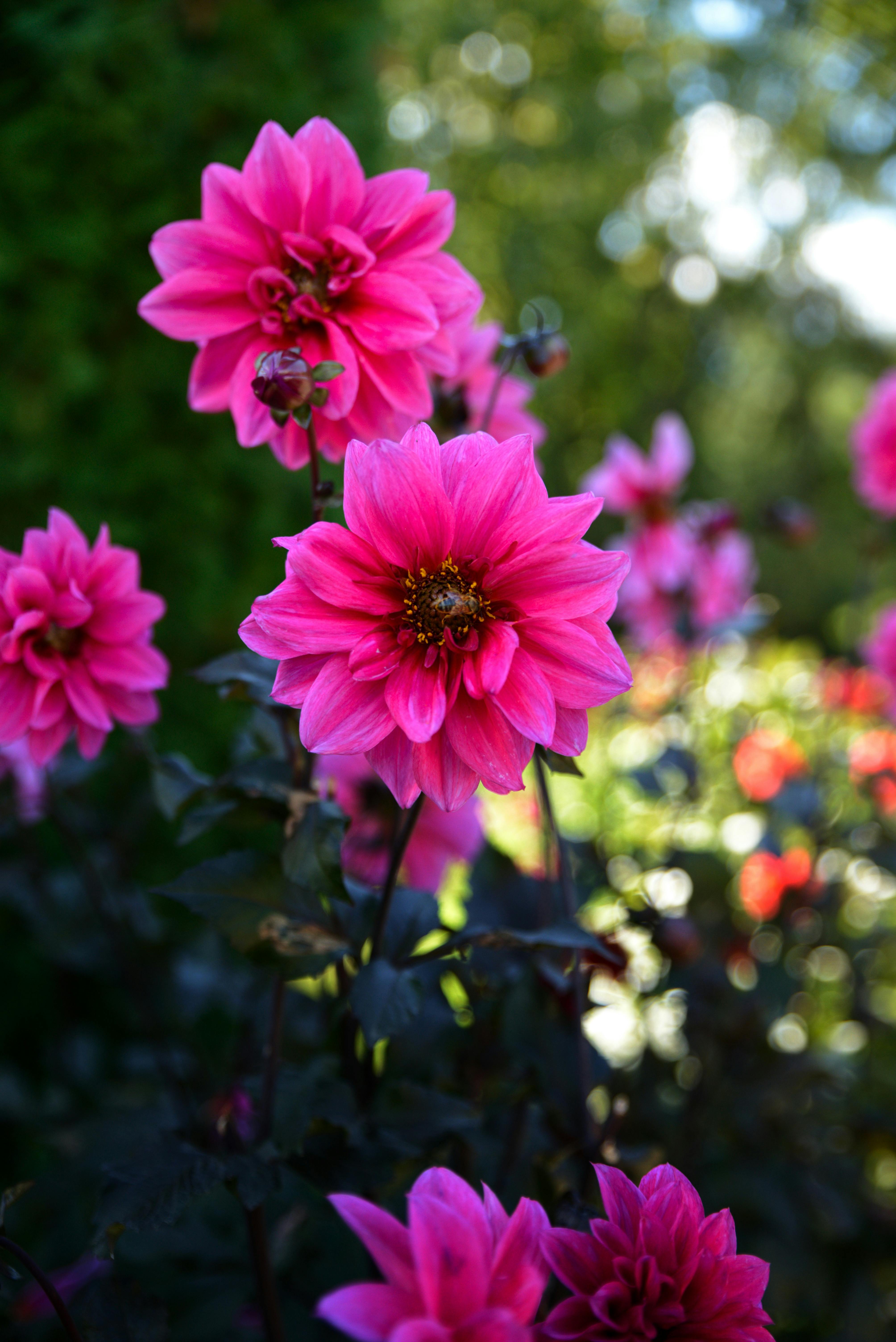 Ana Suciu - Photography