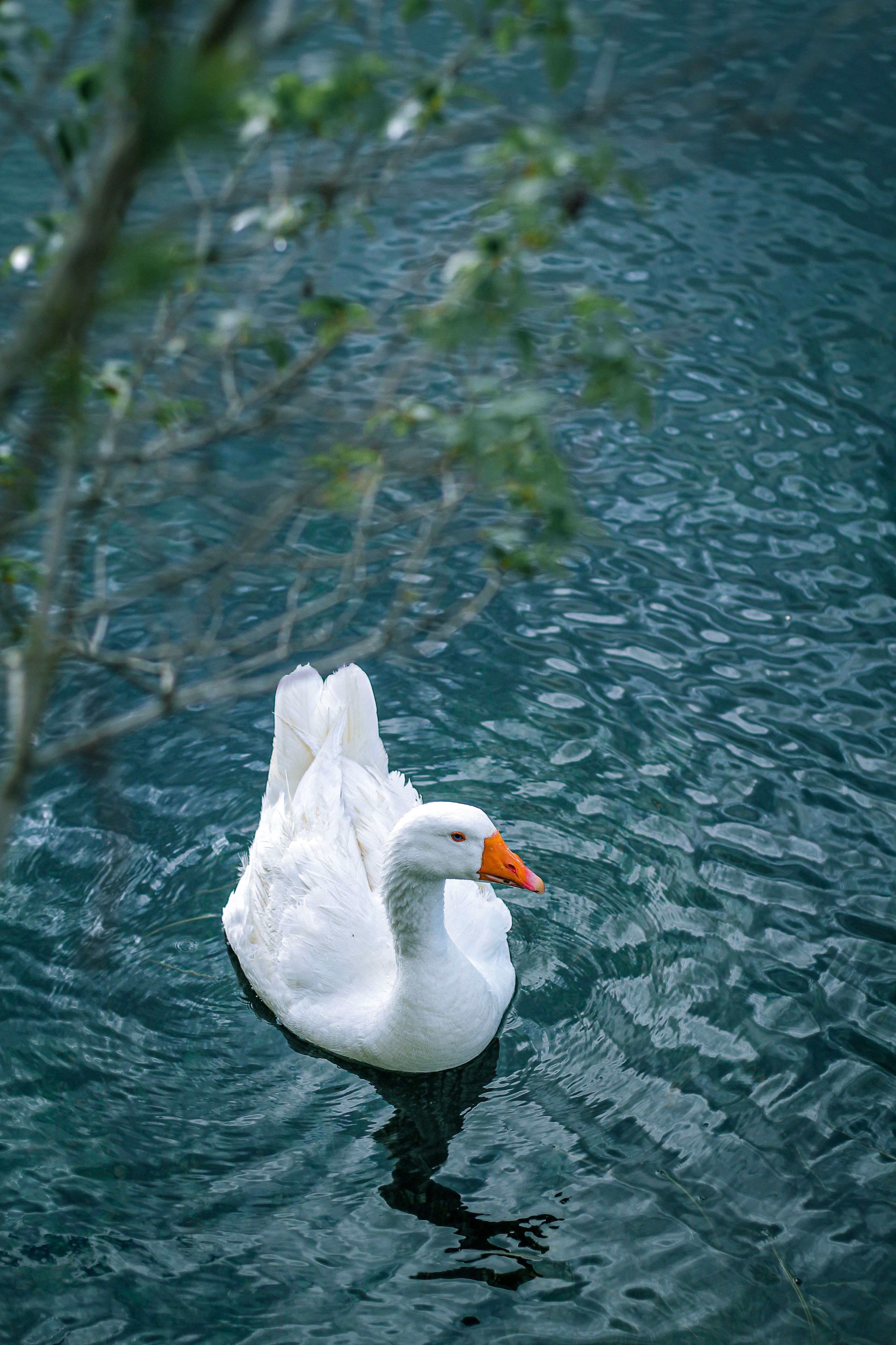 White Duck Photos, Download The BEST Free White Duck Stock Photos & HD ...