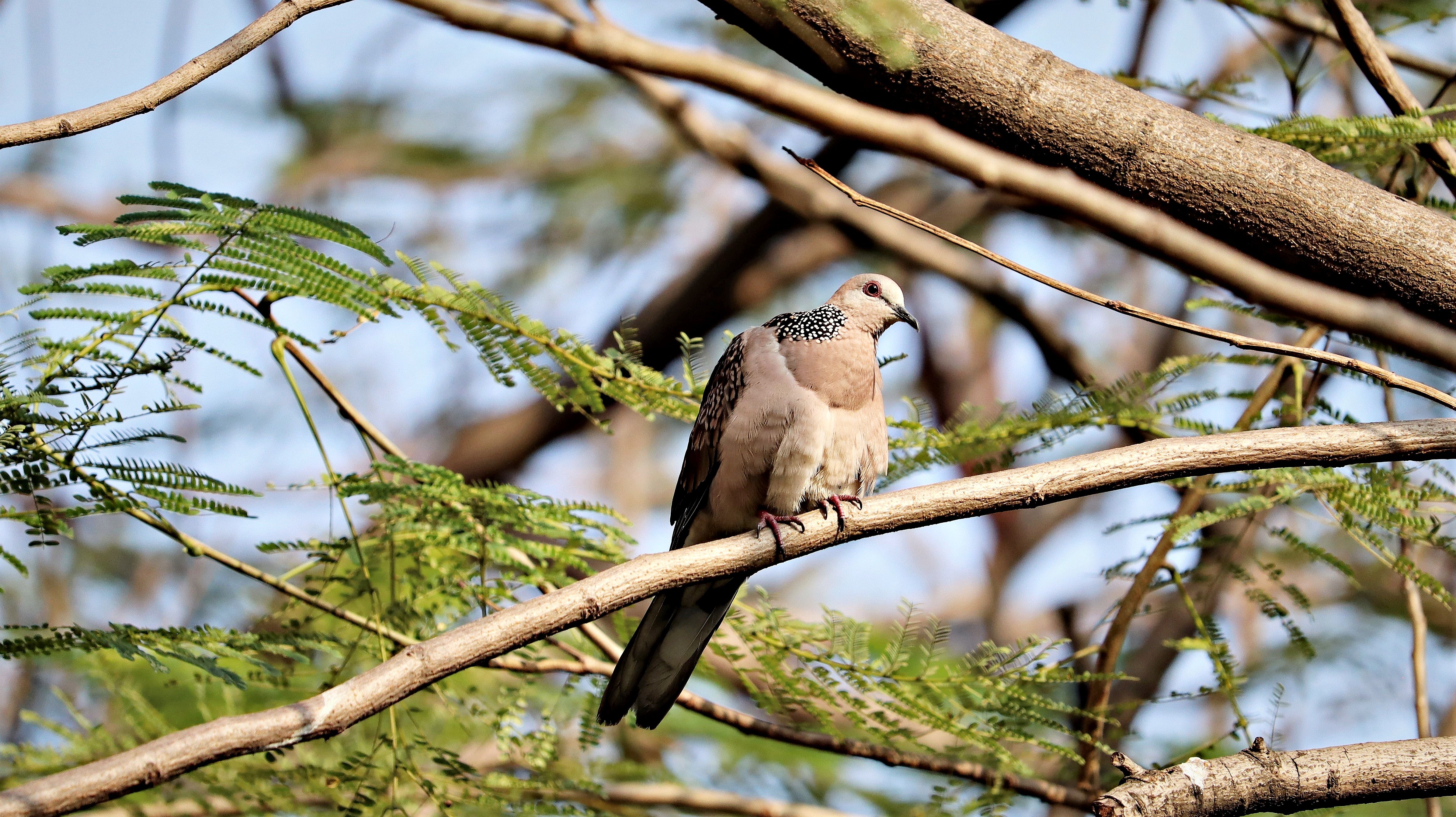 Spotted Dove on Tree · Free Stock Photo