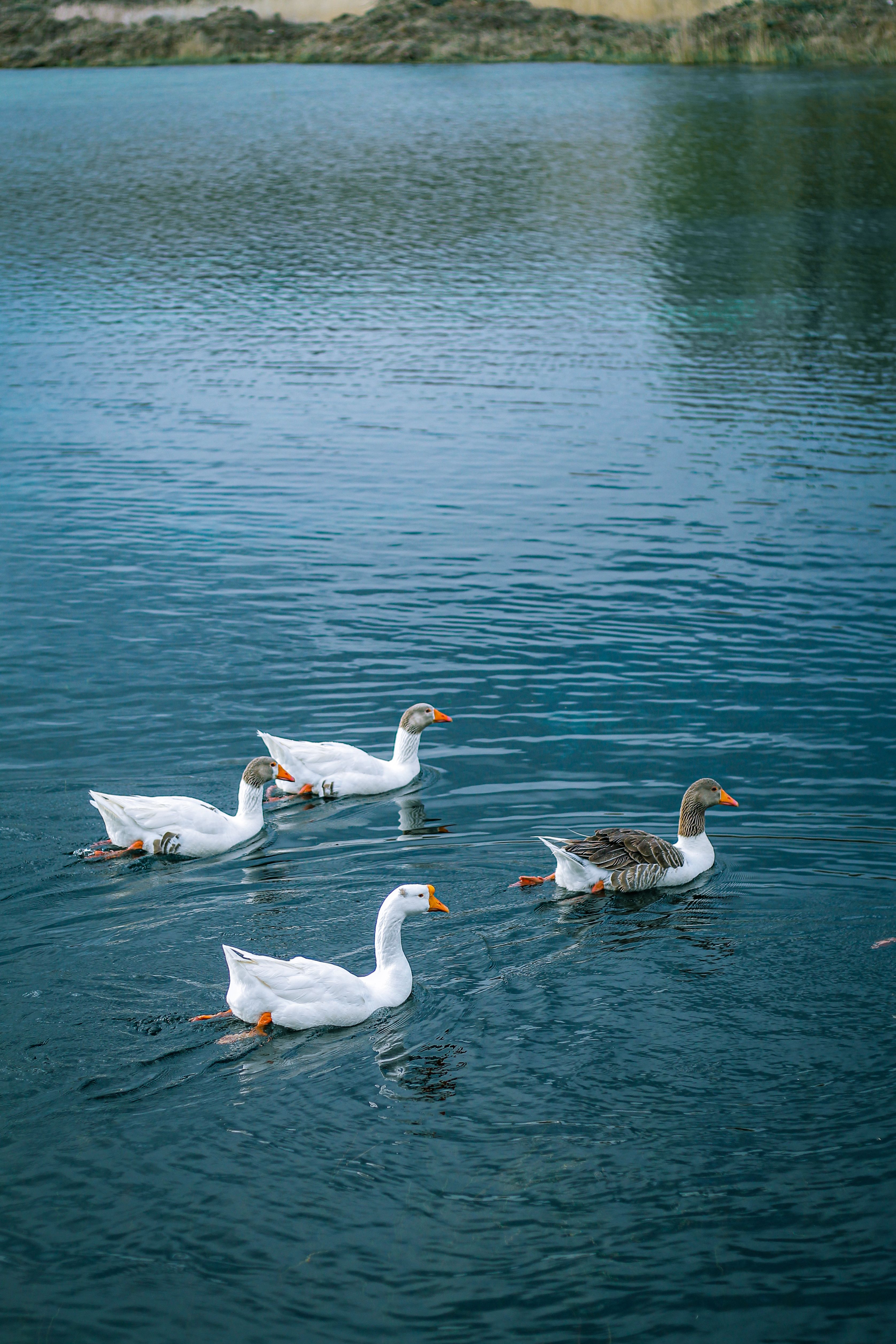 Fish Swimming in Water · Free Stock Photo