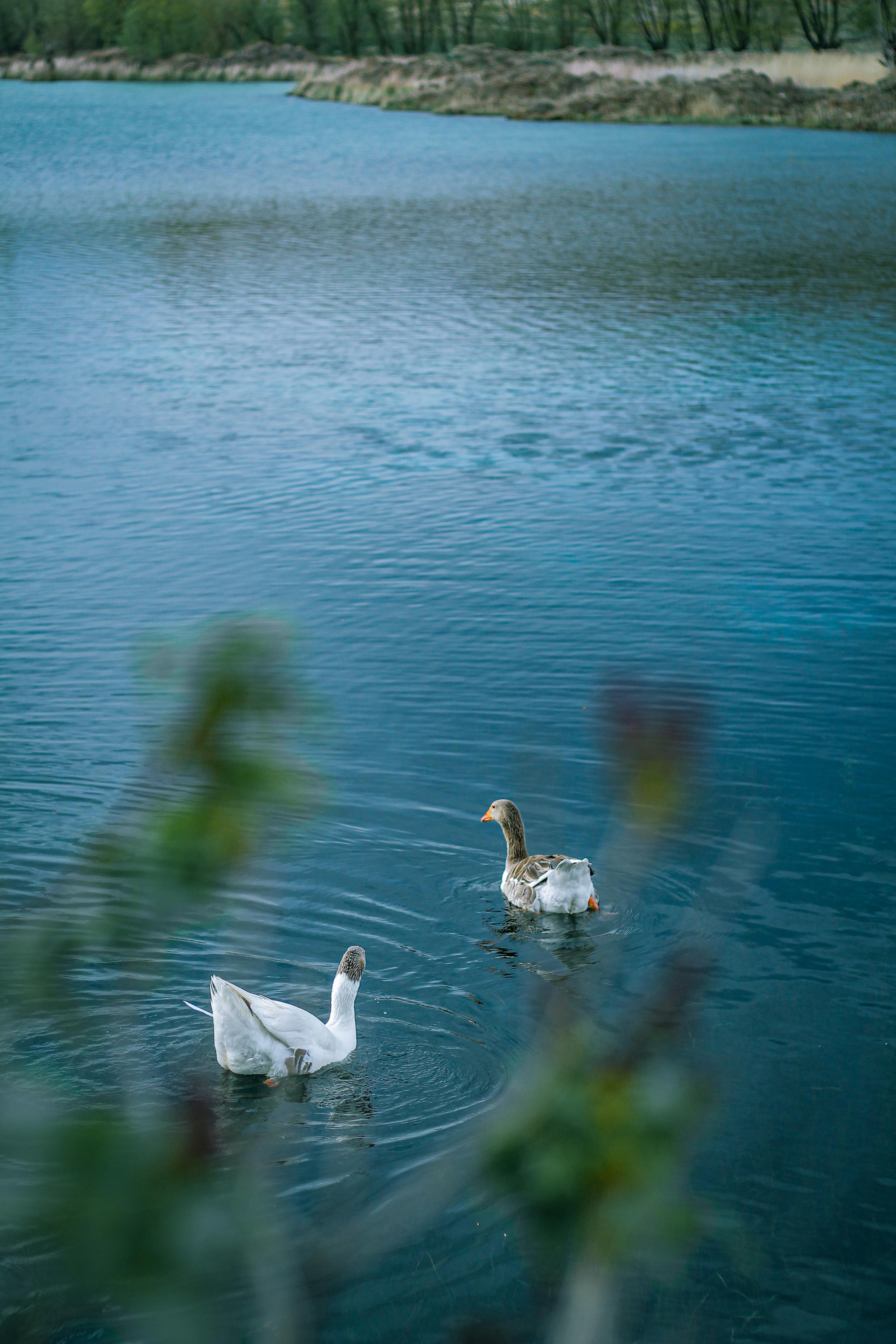 Birds Swimming on Lake · Free Stock Photo