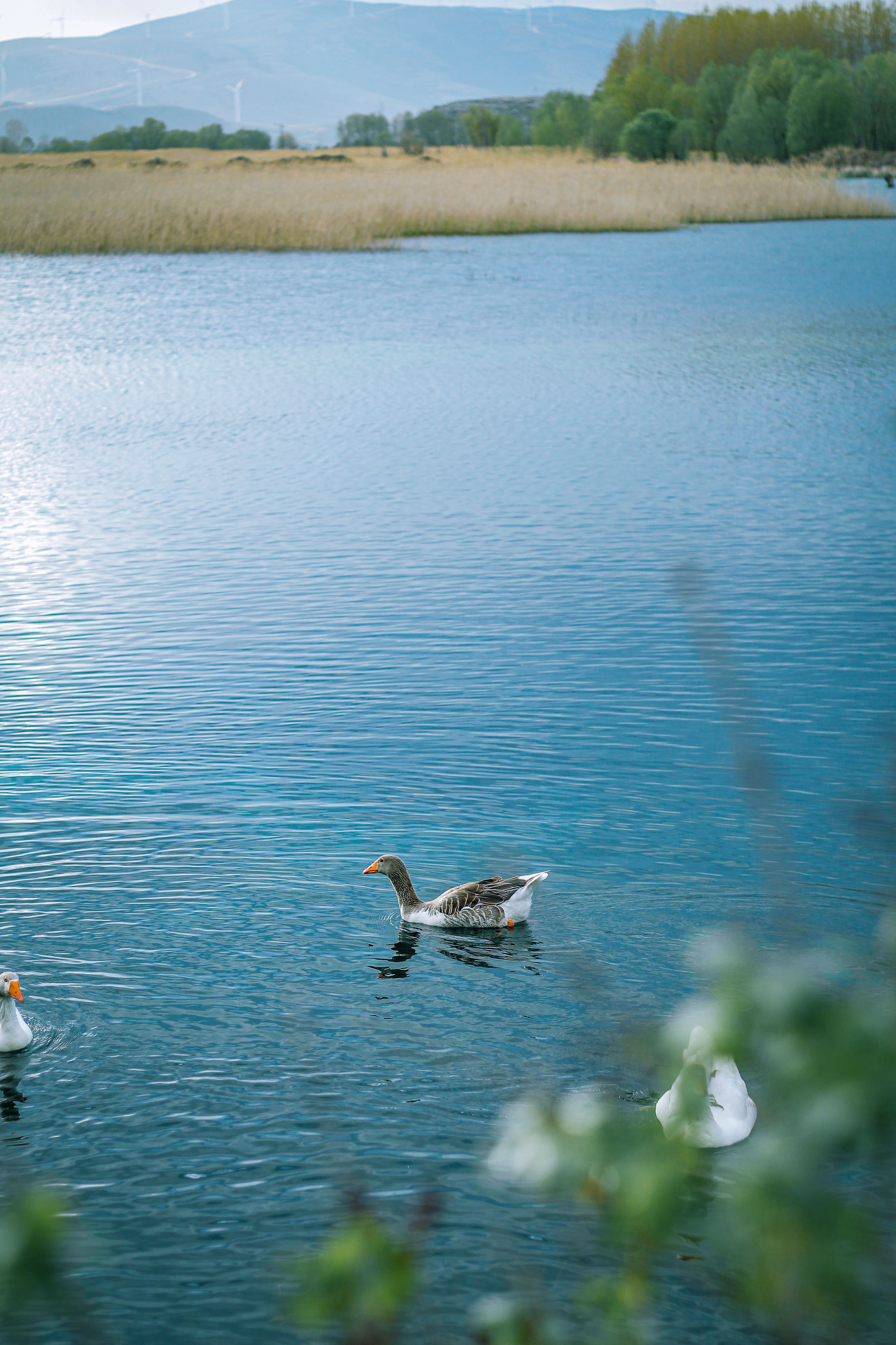 Goose Swimming in Lake · Free Stock Photo