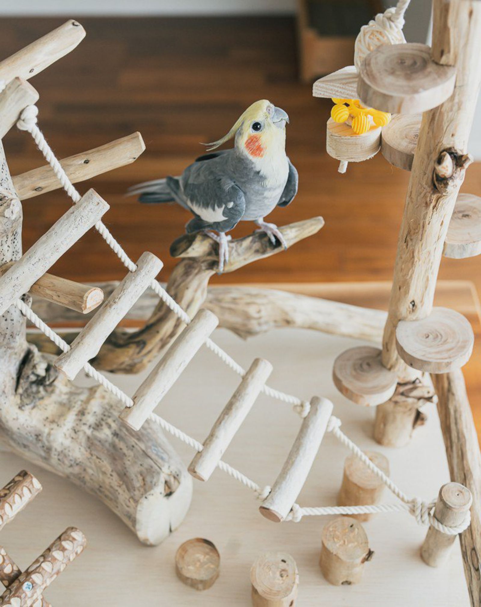 Cockatiel Photos, Download The BEST Free Cockatiel Stock Photos & HD Images