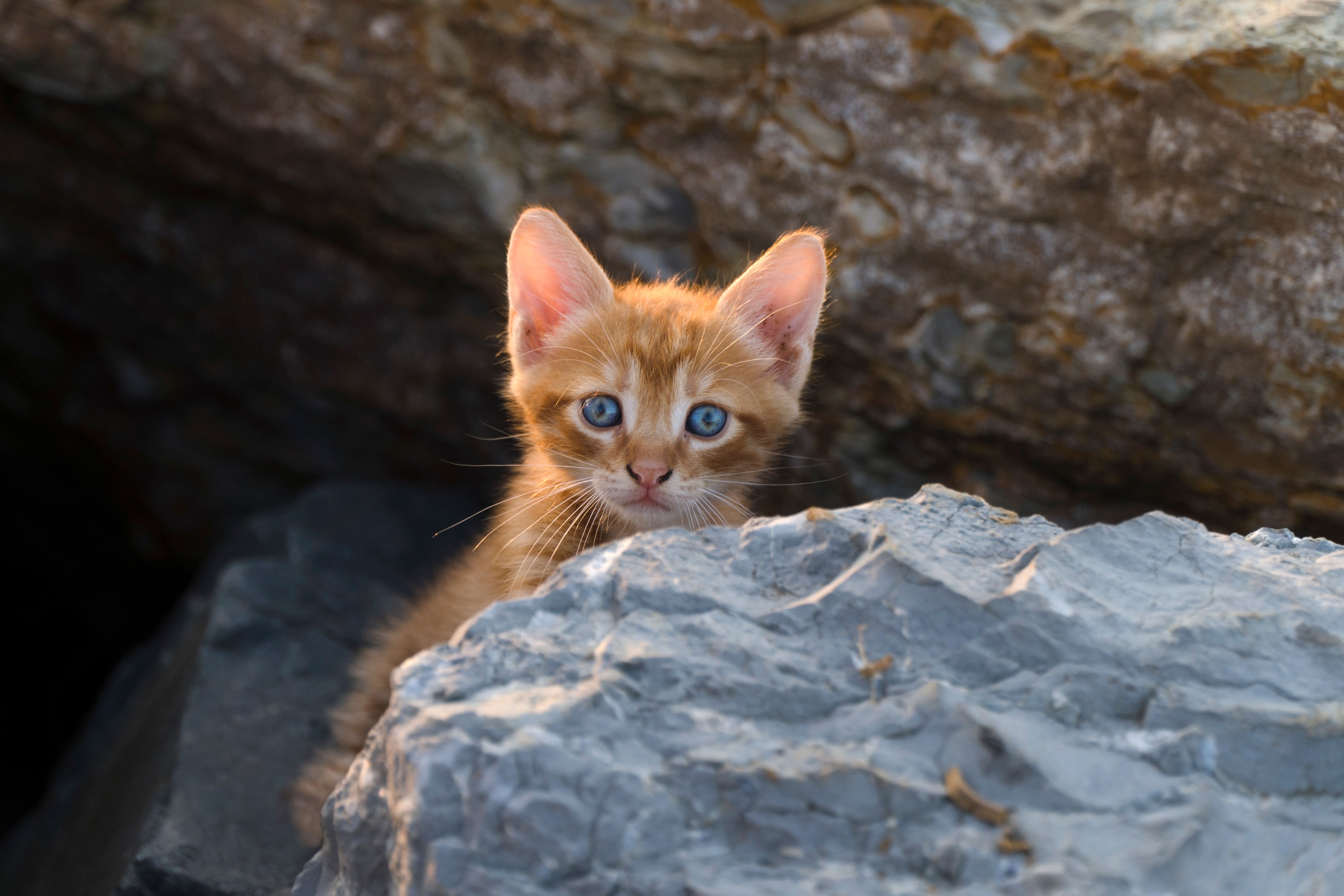 Adorable yellow kitten is sitting on the rocks · meta.free_stock.photo